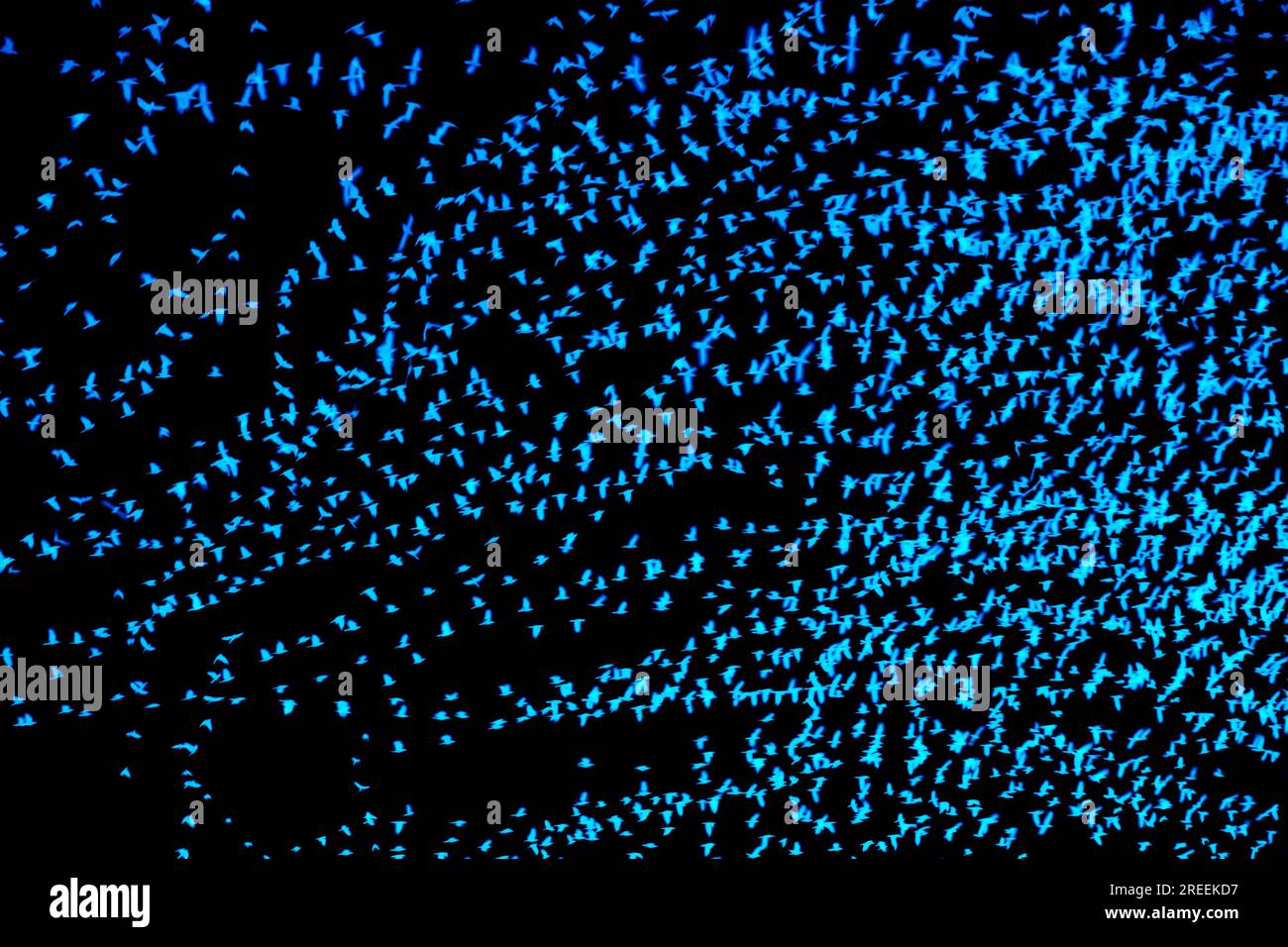 Black and blue flock of flying birds for backgrounds Stock Photo - Alamy