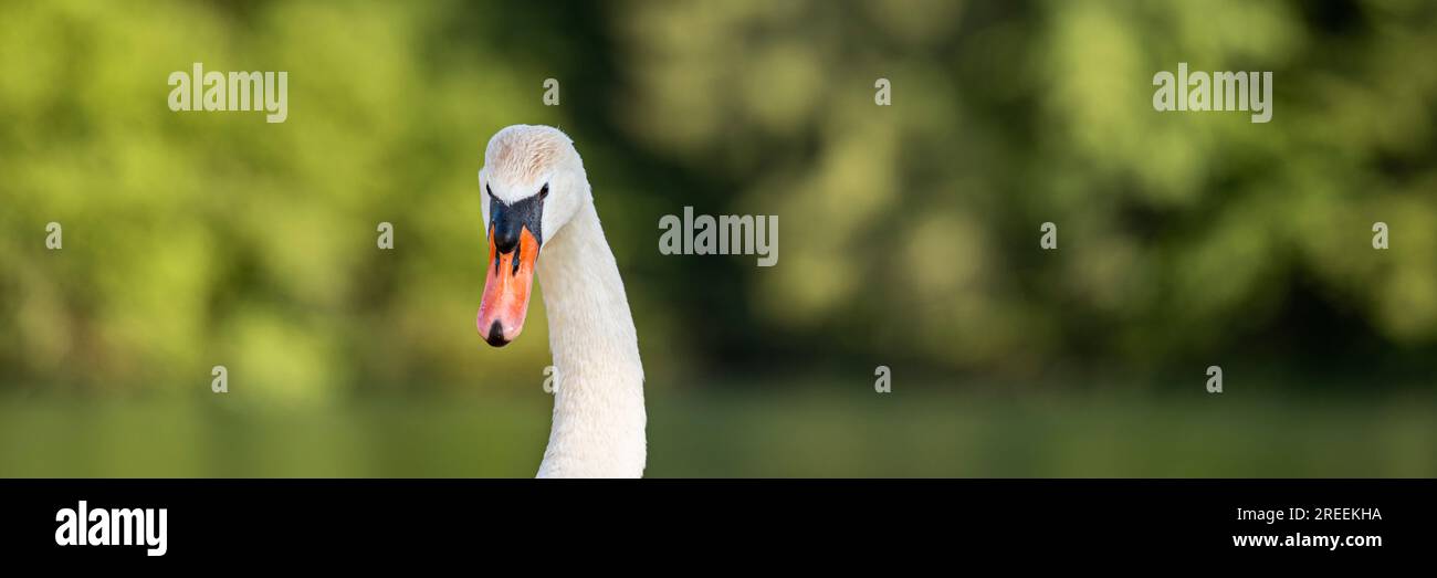 Wide view image of a beautiful swan head over blurred nature background ...