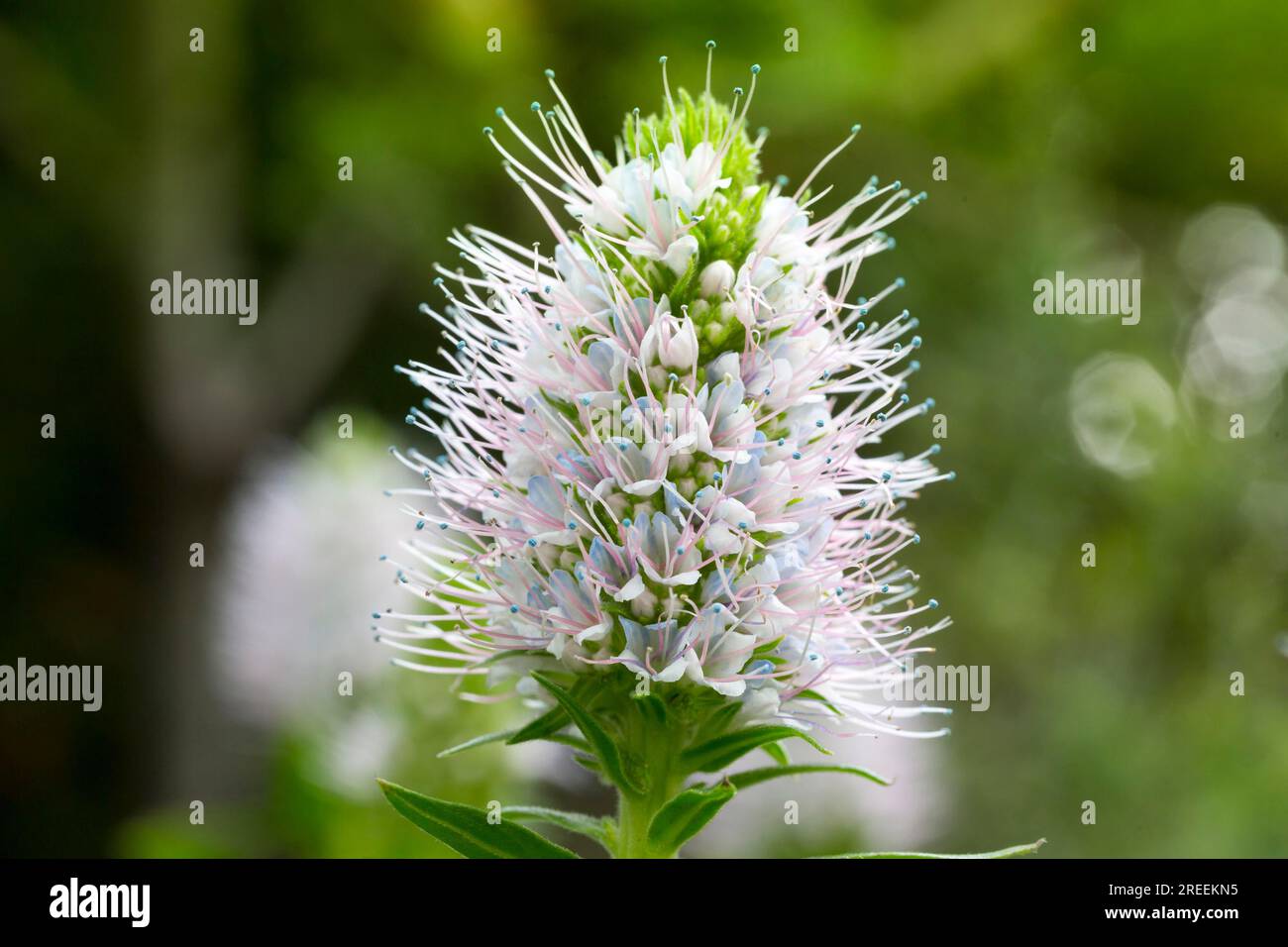 Beautiful blue flower in hi-res stock photography and images - Alamy