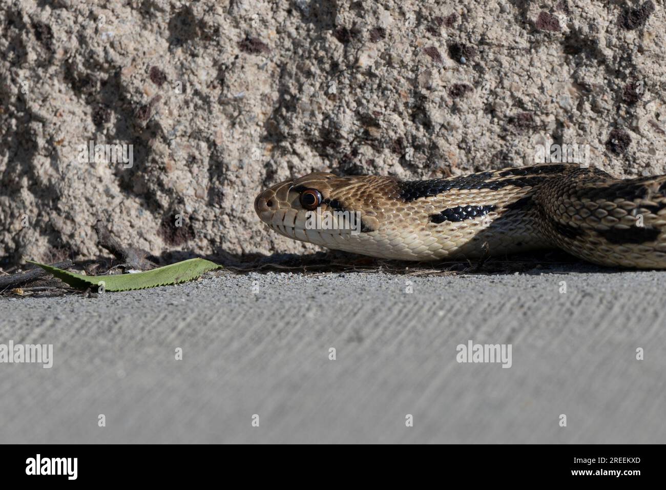 Culver City, California, USA. 19th Apr, 2023. A Gopher Snake (Pituophis ...