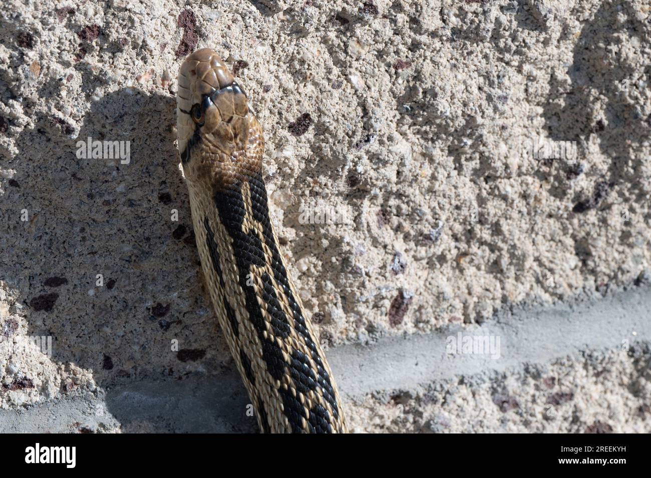 Culver City, California, USA. 19th Apr, 2023. A Gopher Snake (Pituophis ...