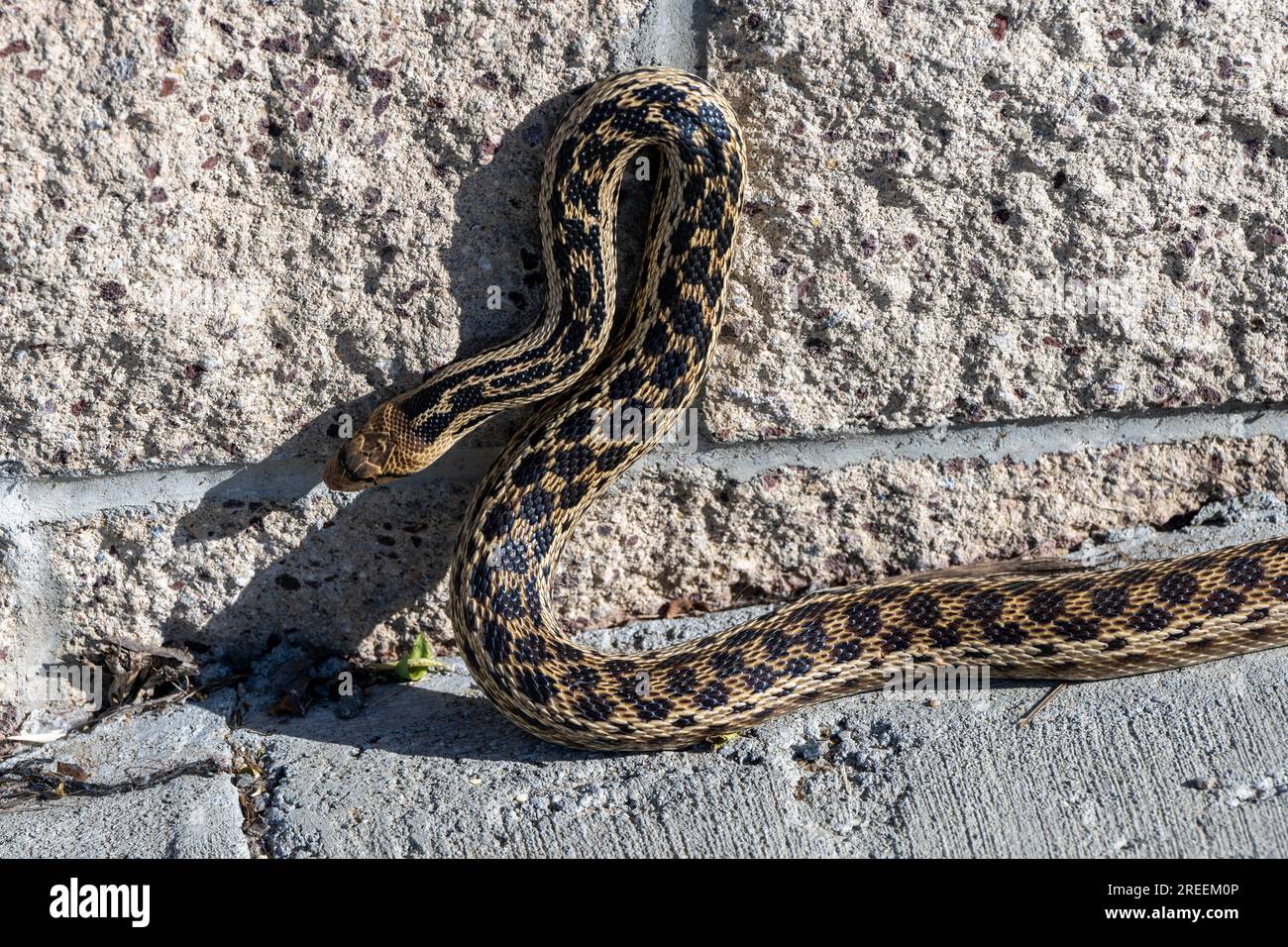 Culver City, California, USA. 19th Apr, 2023. A Gopher Snake (Pituophis ...