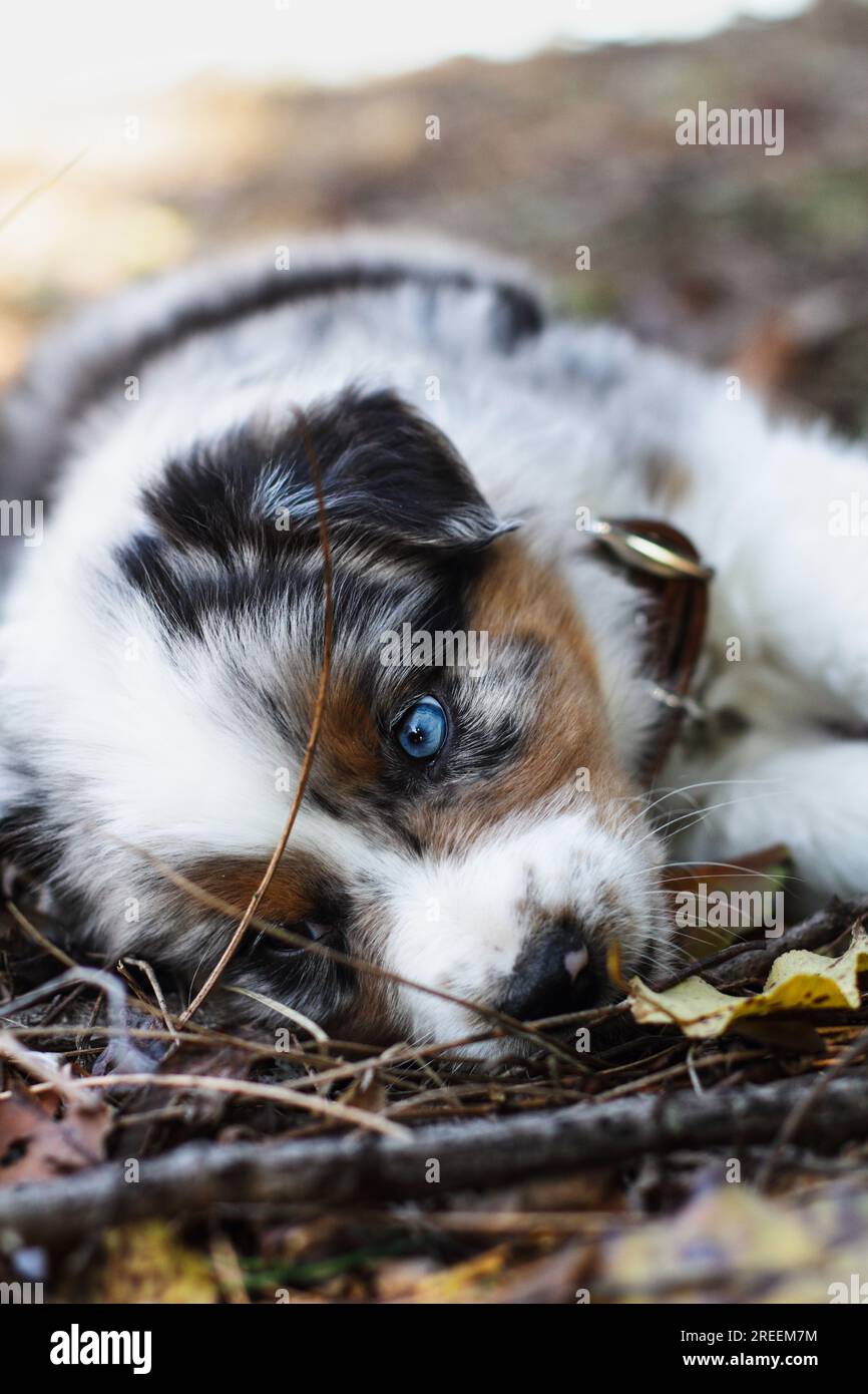 Cute Australian Shepherd Puppies With Blue Eyes