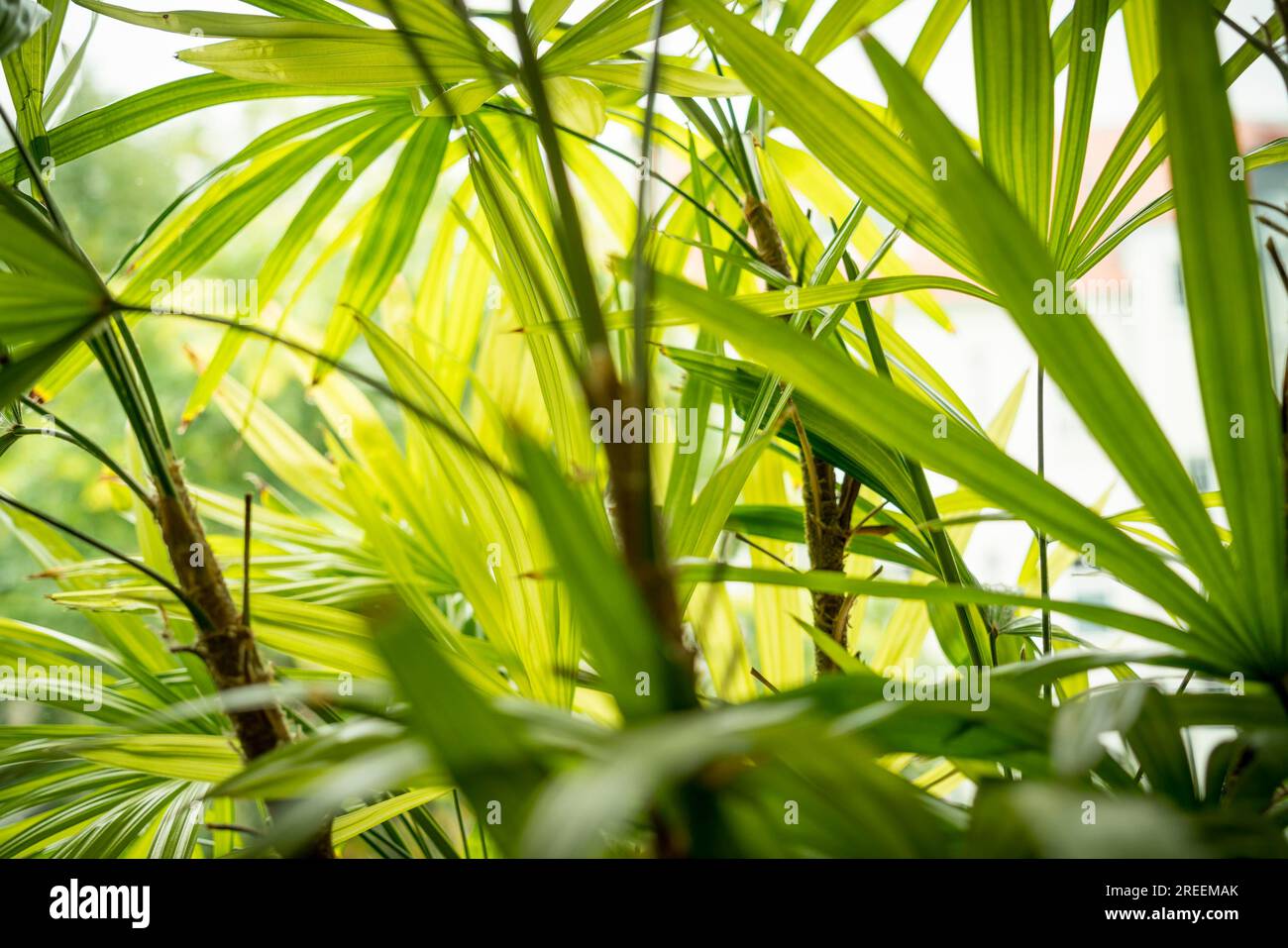 Palm tree close up hi-res stock photography and images - Alamy