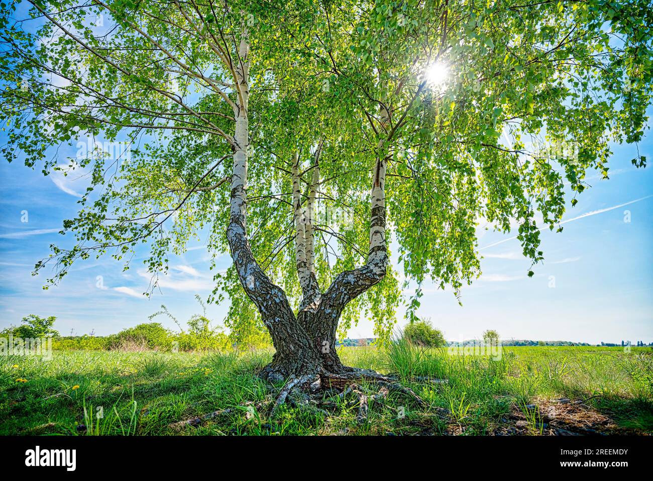 Sunlight behind tree hi-res stock photography and images - Alamy