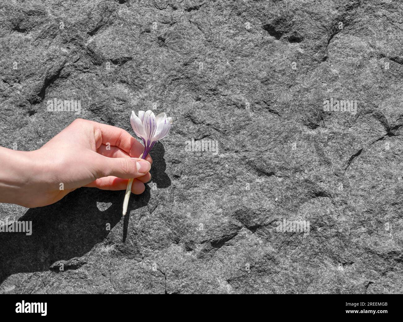 Hand holding a plucked flower in front of a granite background Stock ...
