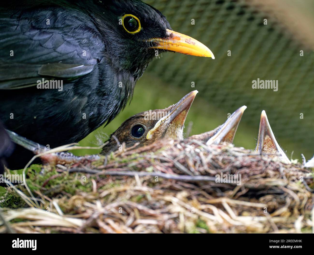 Blackbird, male and nestlings, young blackbirds (Turdus merula) in nest ...