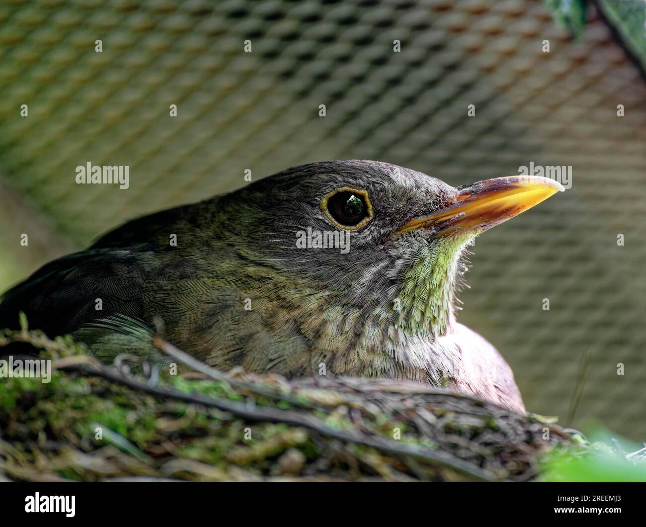 Blackbird (Turdus merula) Female brooding in nest, Saxony, Germany ...