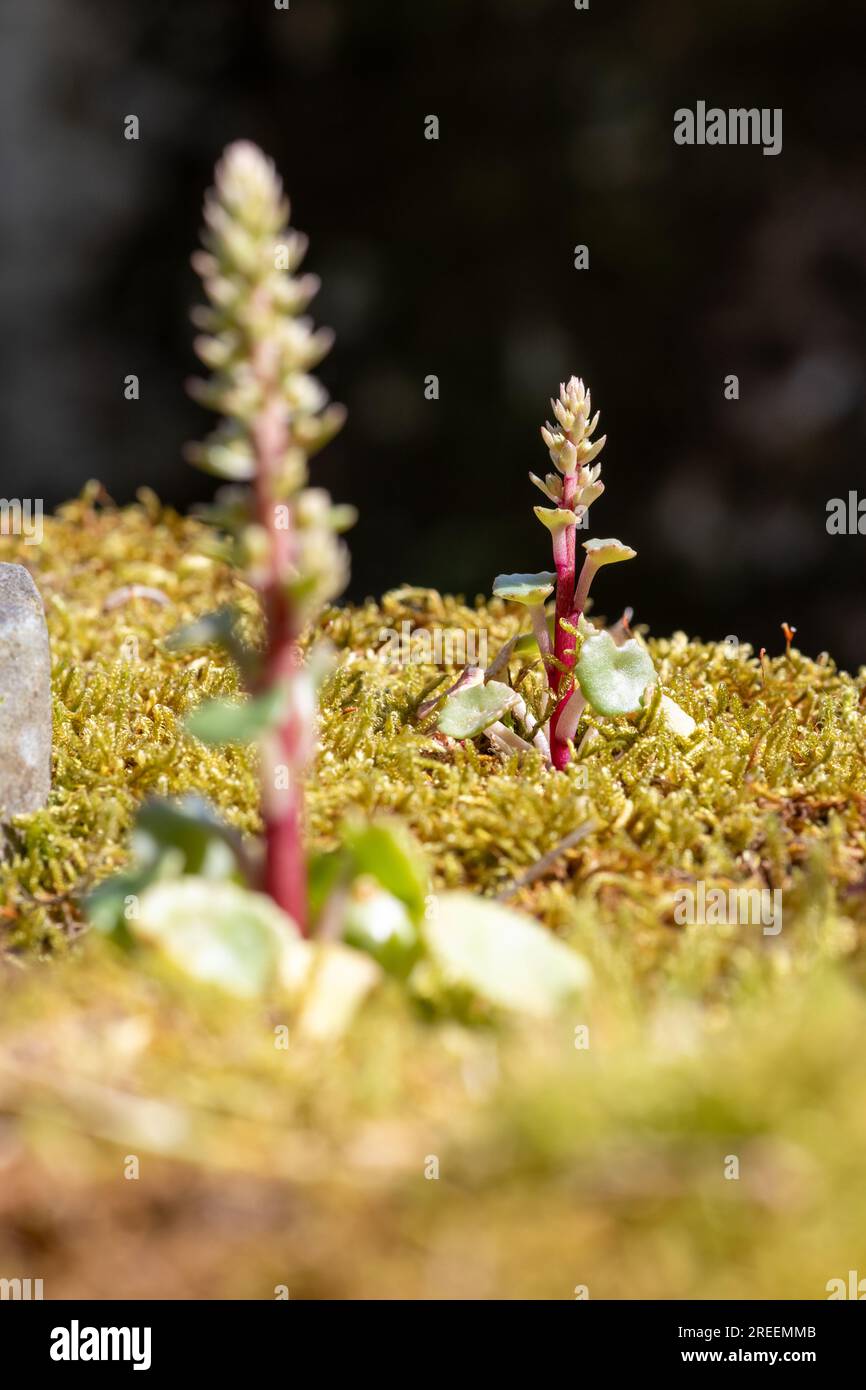 Close up of navelwort (umbilicus rupestris) growing out of a wall Stock ...