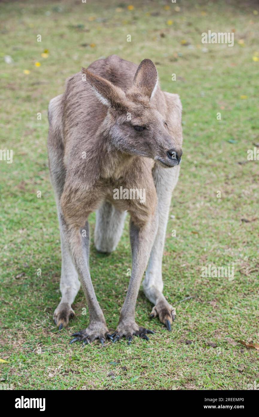 Kangaroo (macropods), Lone Pine sanctuary, Brisbane, Queensland ...