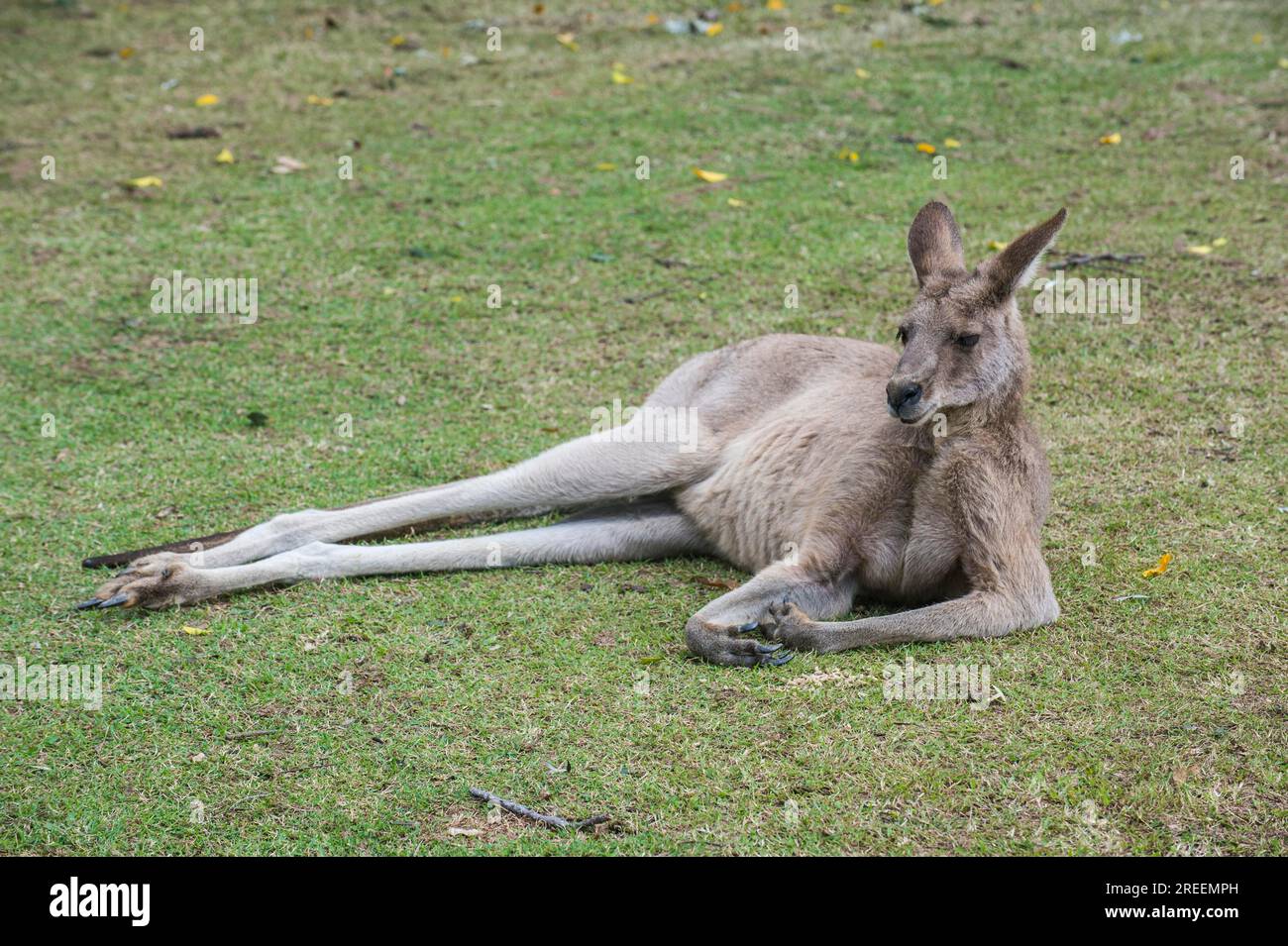 Kangaroo (macropods), Lone Pine sanctuary, Brisbane, Queensland ...