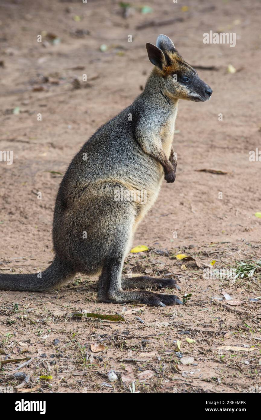Kangaroo (macropods), Lone Pine sanctuary, Brisbane, Queensland ...