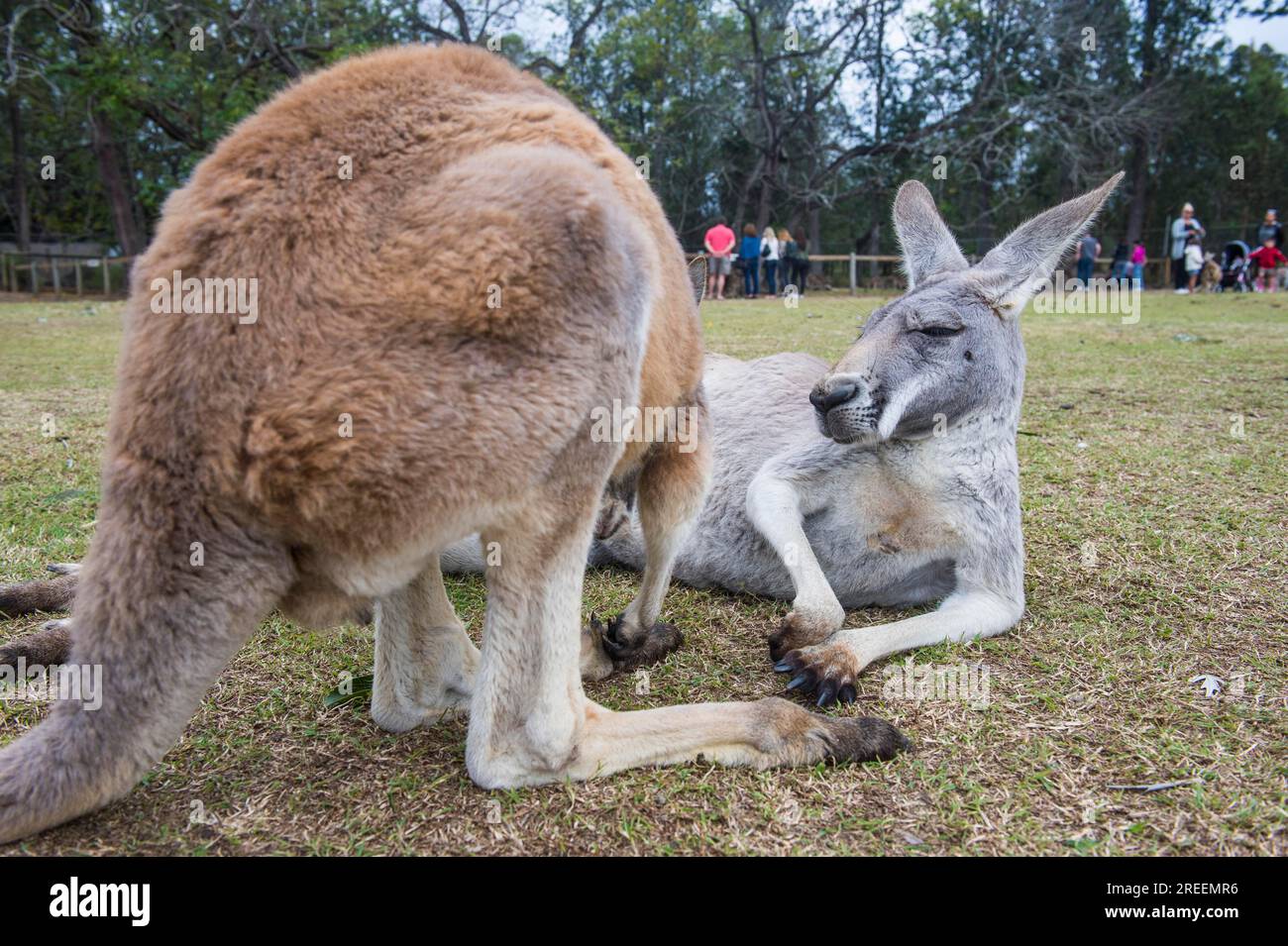 Kangaroos (macropods), Lone Pine sanctuary, Brisbane, Queensland ...