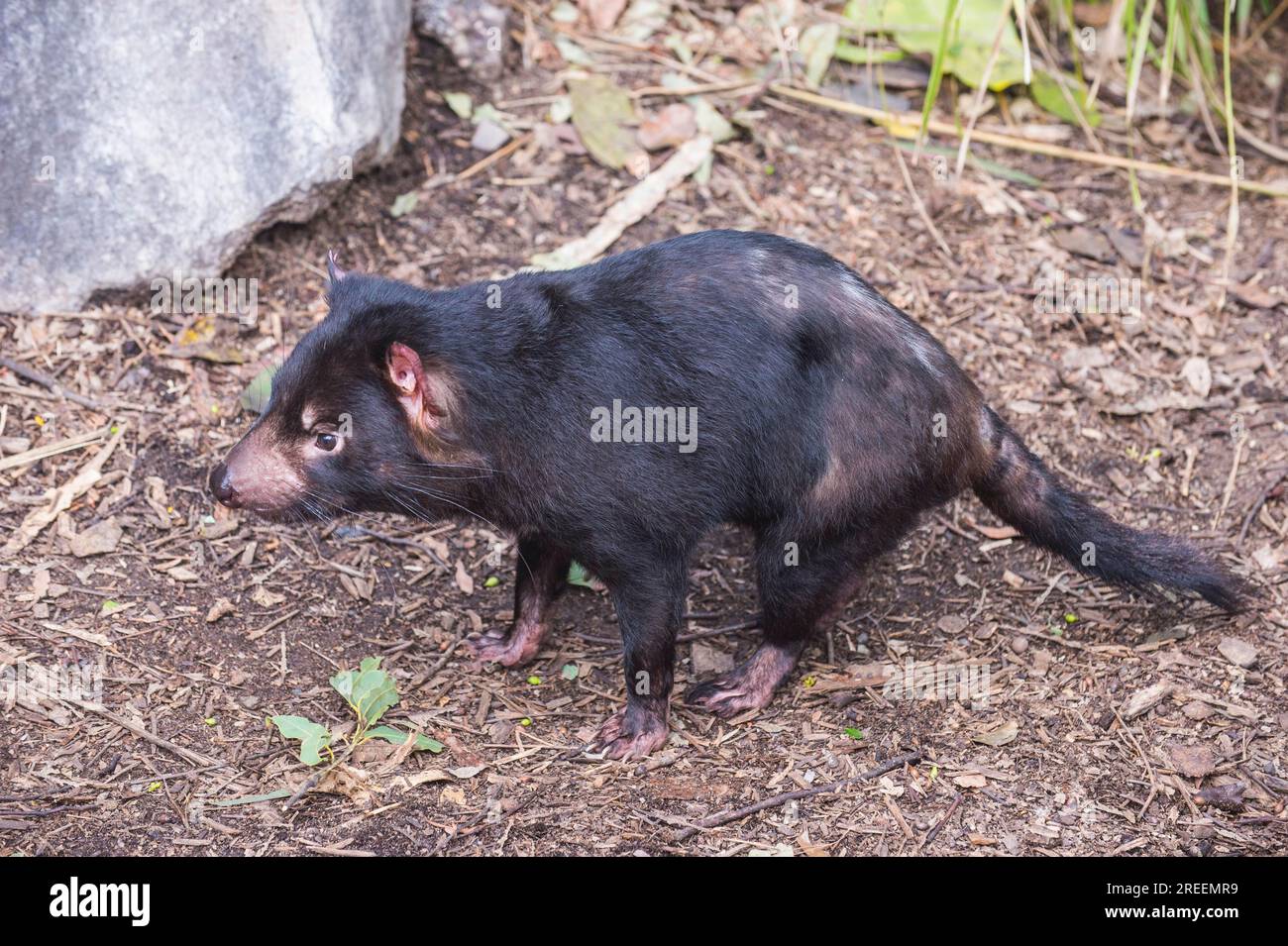 Tasmanian devil (Sarcophilus harrisii), Lone Pine sanctuary, Brisbane ...