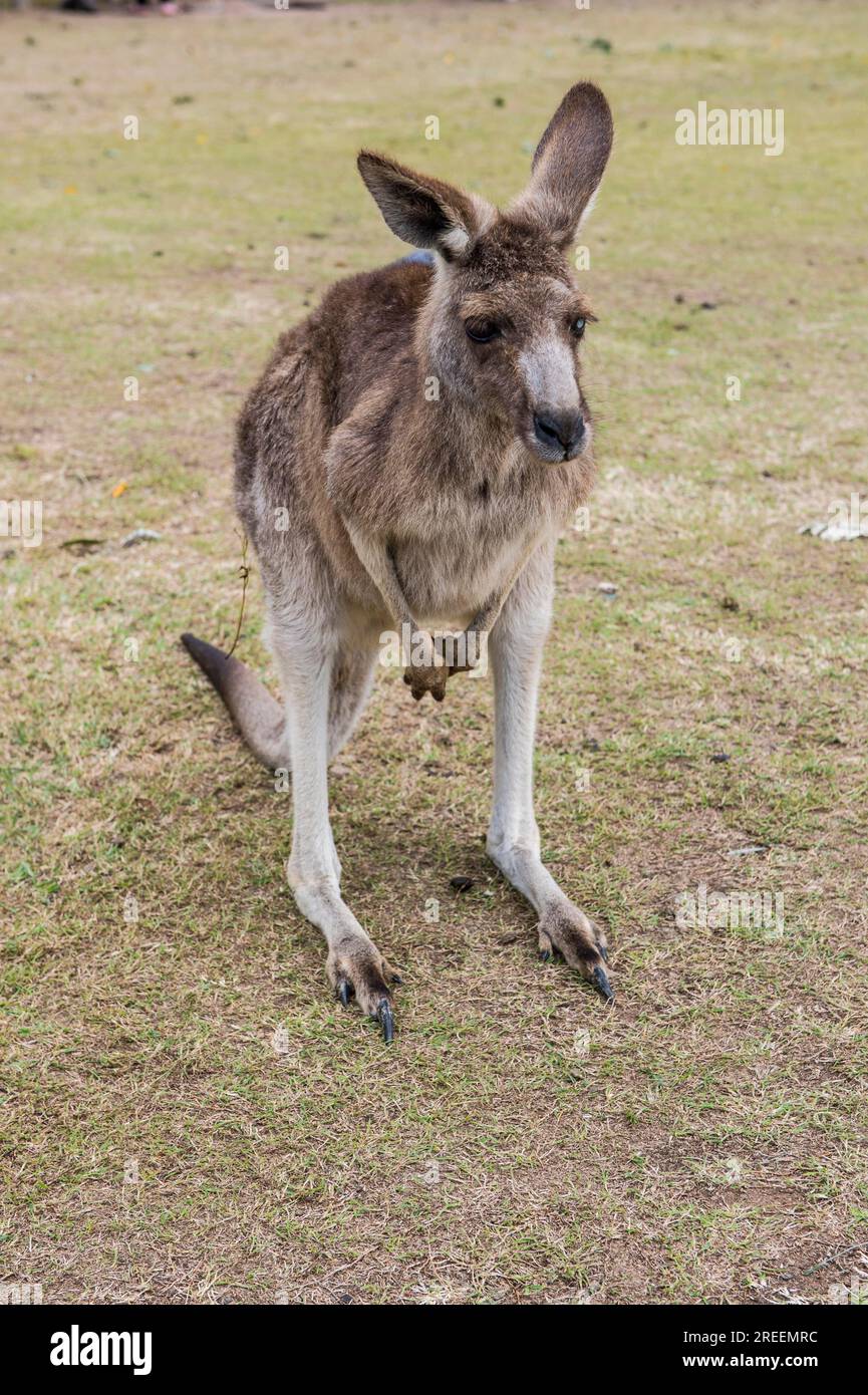 Kangaroo (macropods), Lone Pine sanctuary, Brisbane, Queensland ...