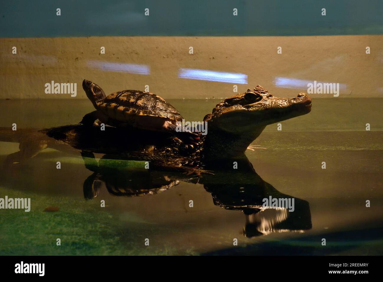 Crealy Theme Park & Resort Stock Photo - Alamy