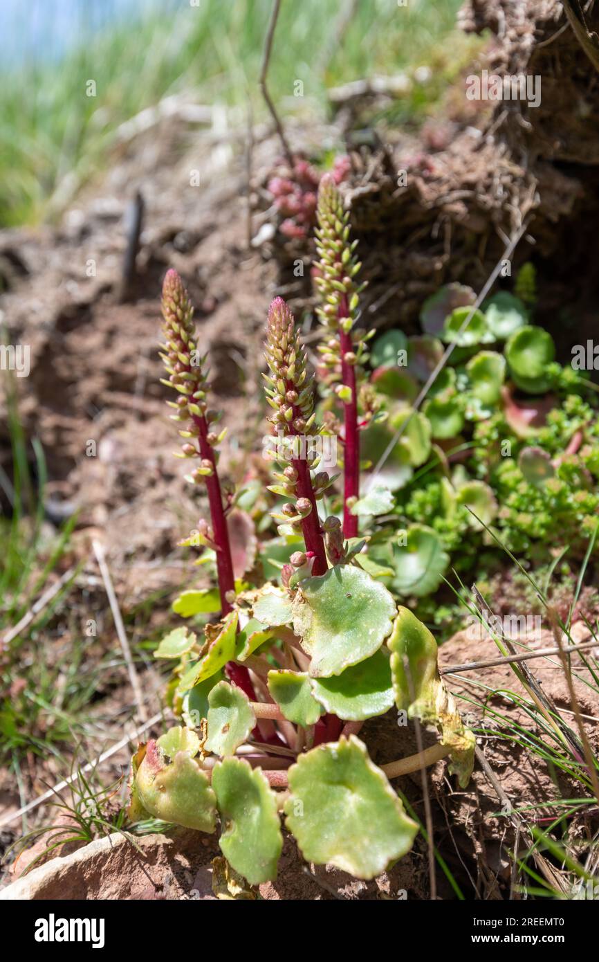 Close up of navelwort (umbilicus rupestris) flowers Stock Photo - Alamy