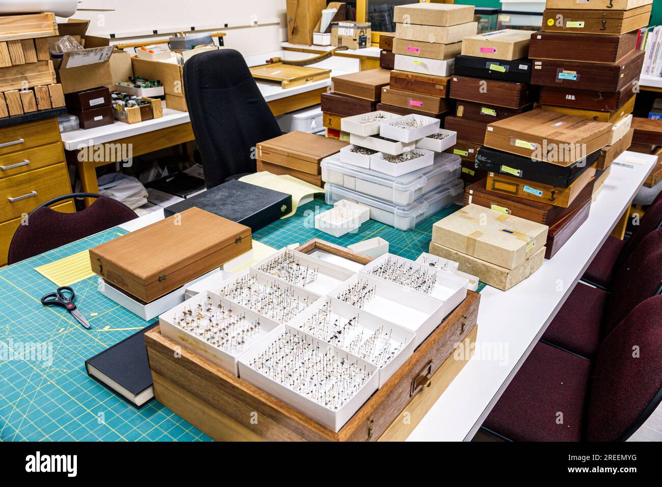 Athens Georgia,University of Georgia school campus,Georgia Museum of Natural History,insect ...