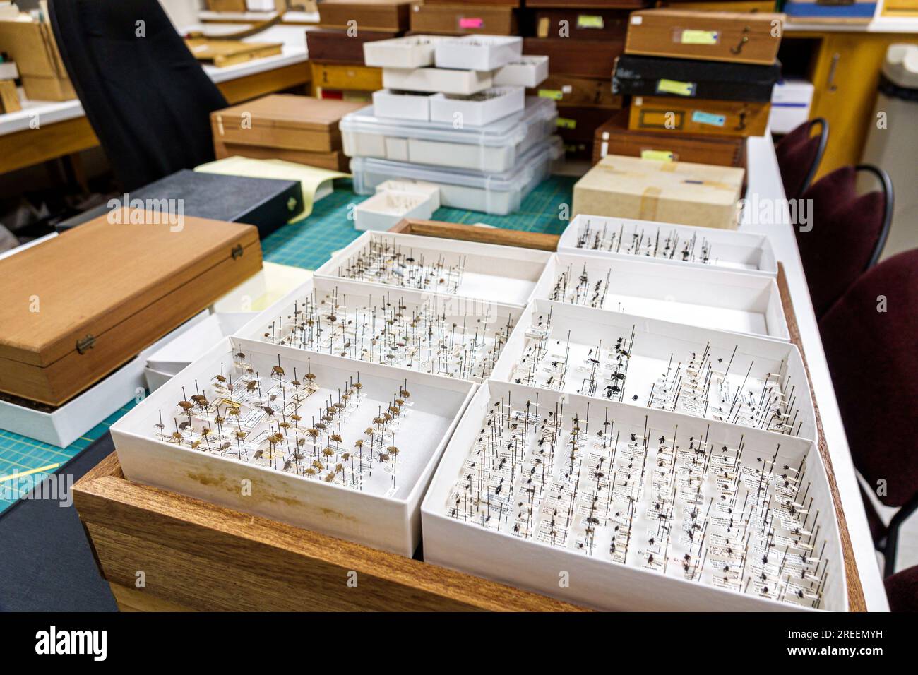 Athens Georgia,University of Georgia school campus,Georgia Museum of ...