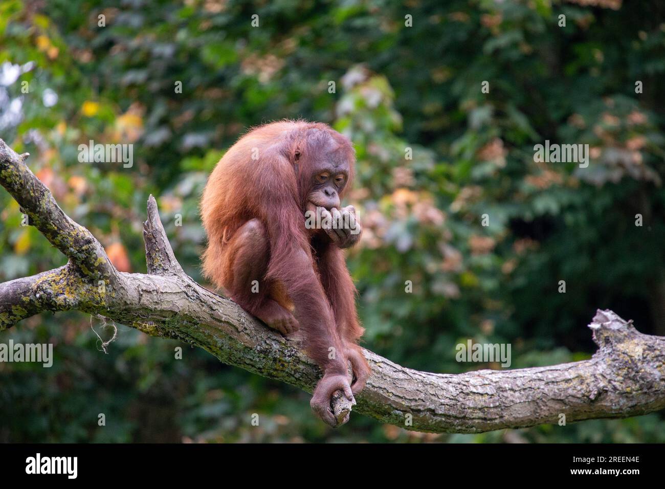 Meet the Orangutan (Pongo pygmaeus) - a captivating primate native to ...