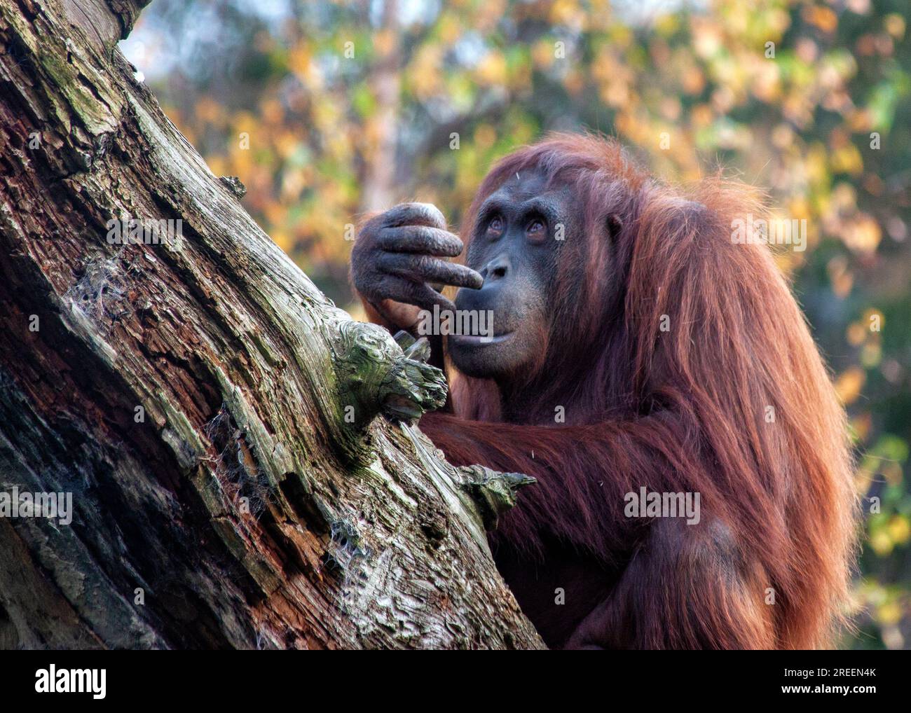 Meet the Orangutan (Pongo pygmaeus) - a captivating primate native to ...