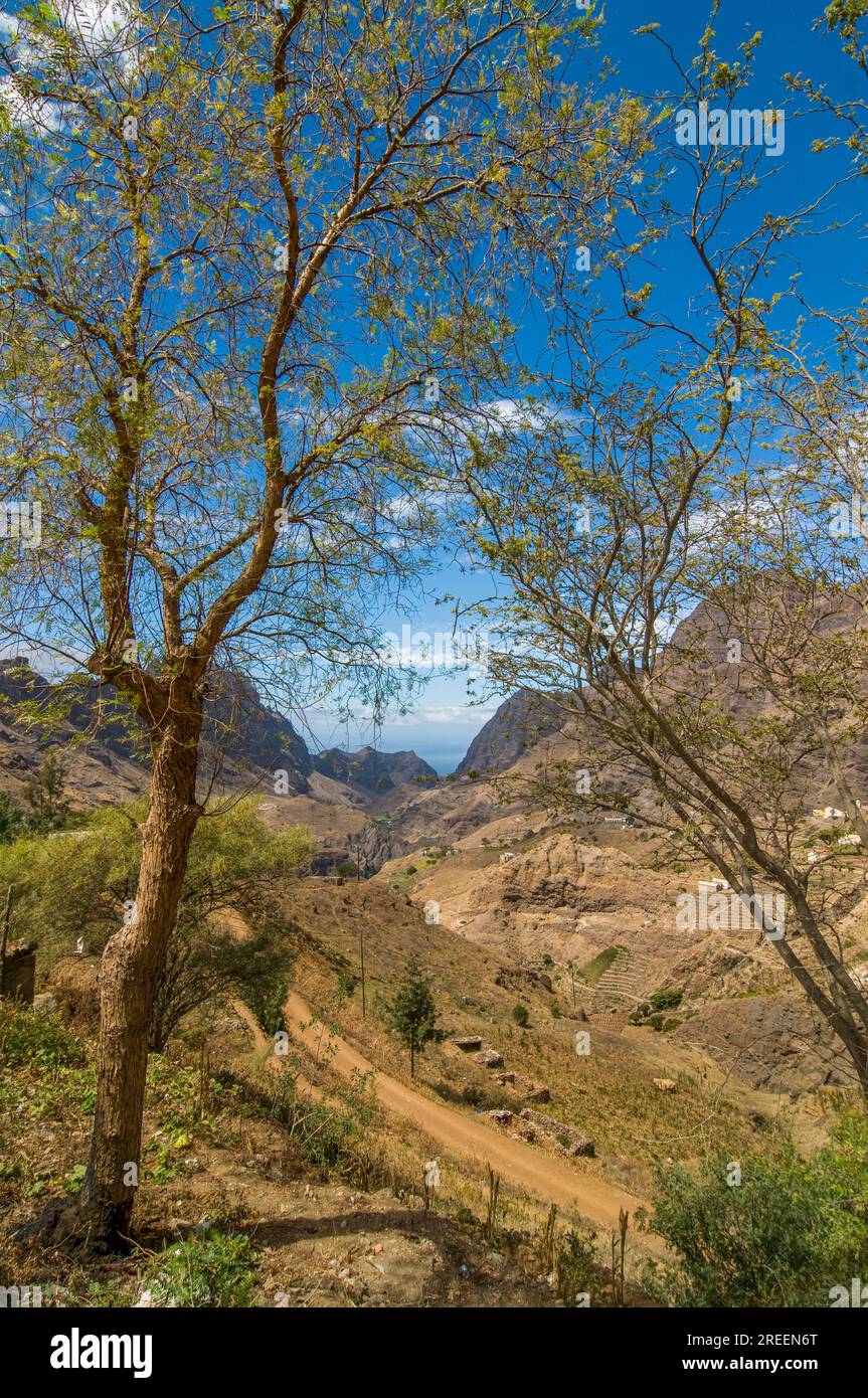 Trees is rocky landscape. San Antao. Cabo Verde. Africa Stock Photo - Alamy