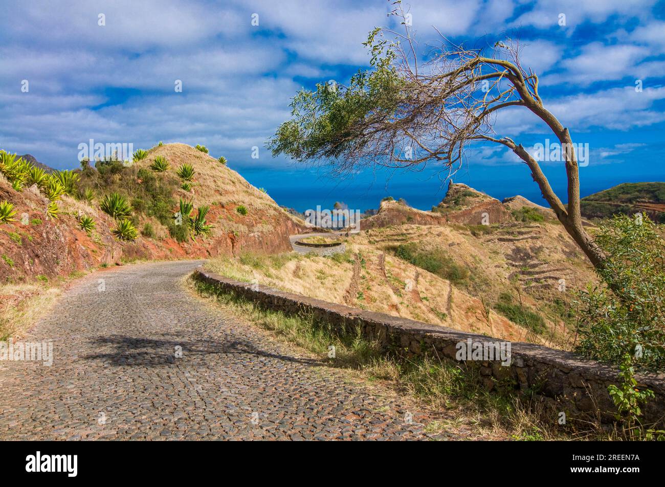 Dryed up tree in rocky landscape. San Antao. Cabo Verde. Africa Stock ...