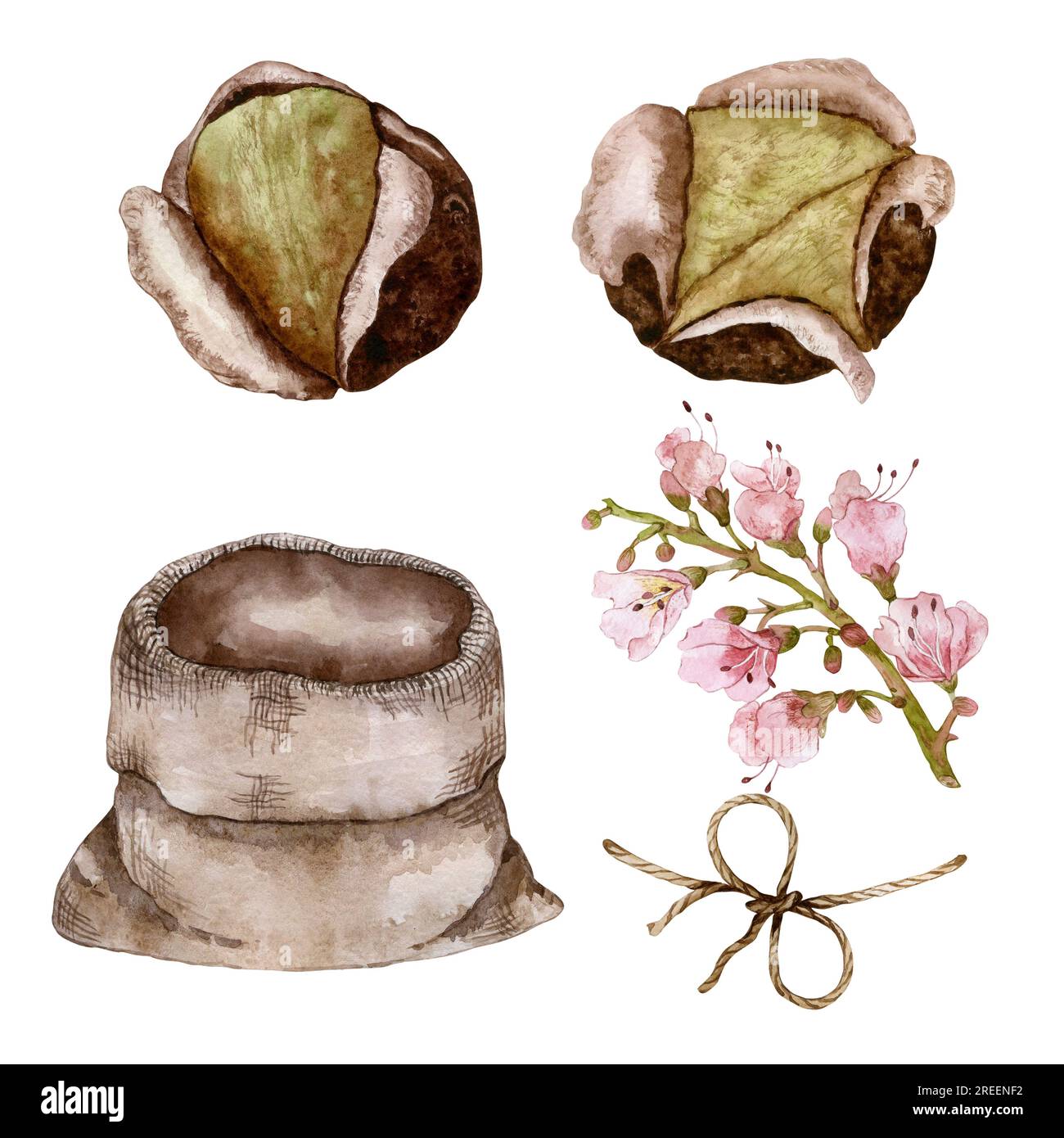 Set for the composition of roasted chestnuts. Chestnut inflorescence ...