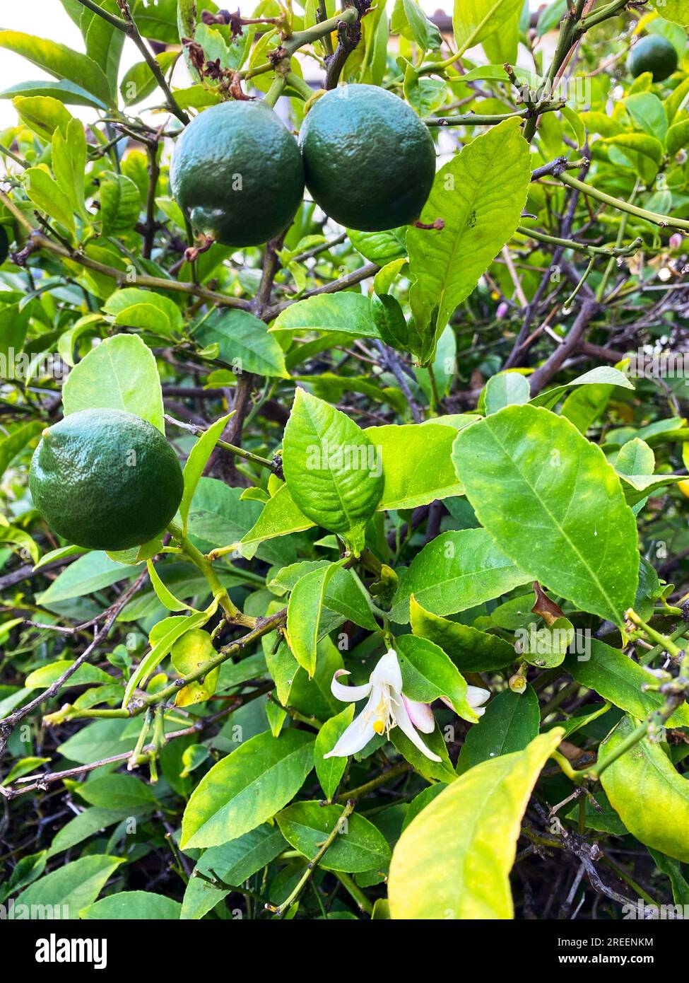 Lime fruit and flower blossoms on a lime tree Stock Photo - Alamy