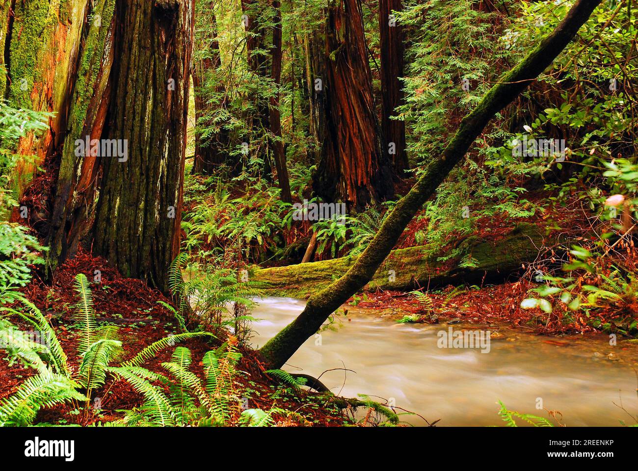 A stream gushes past a redwood forest covered in moss from a recent ...