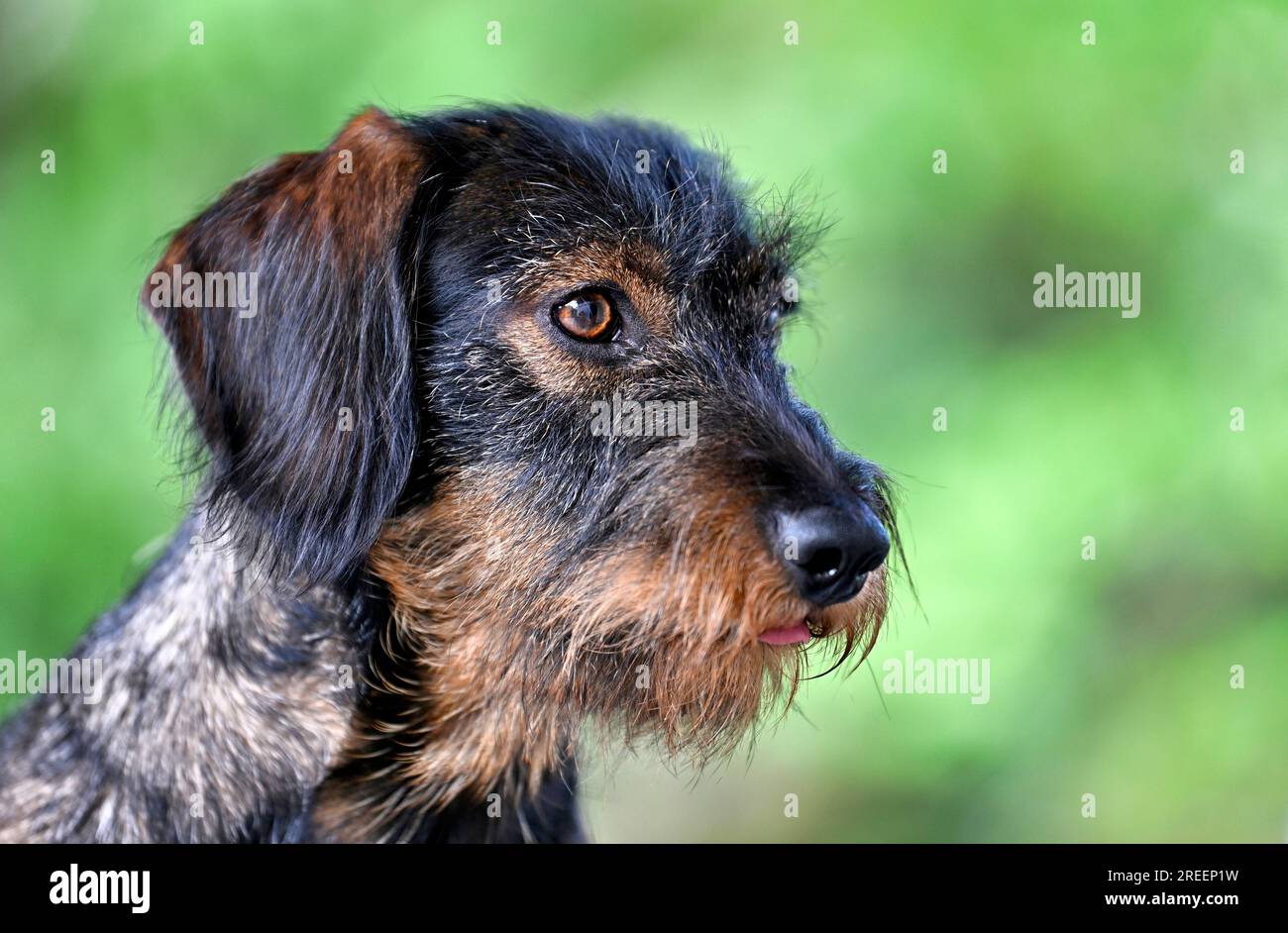 Rough-haired dachshund (Canis lupus familiaris), male, 2 years, animal ...