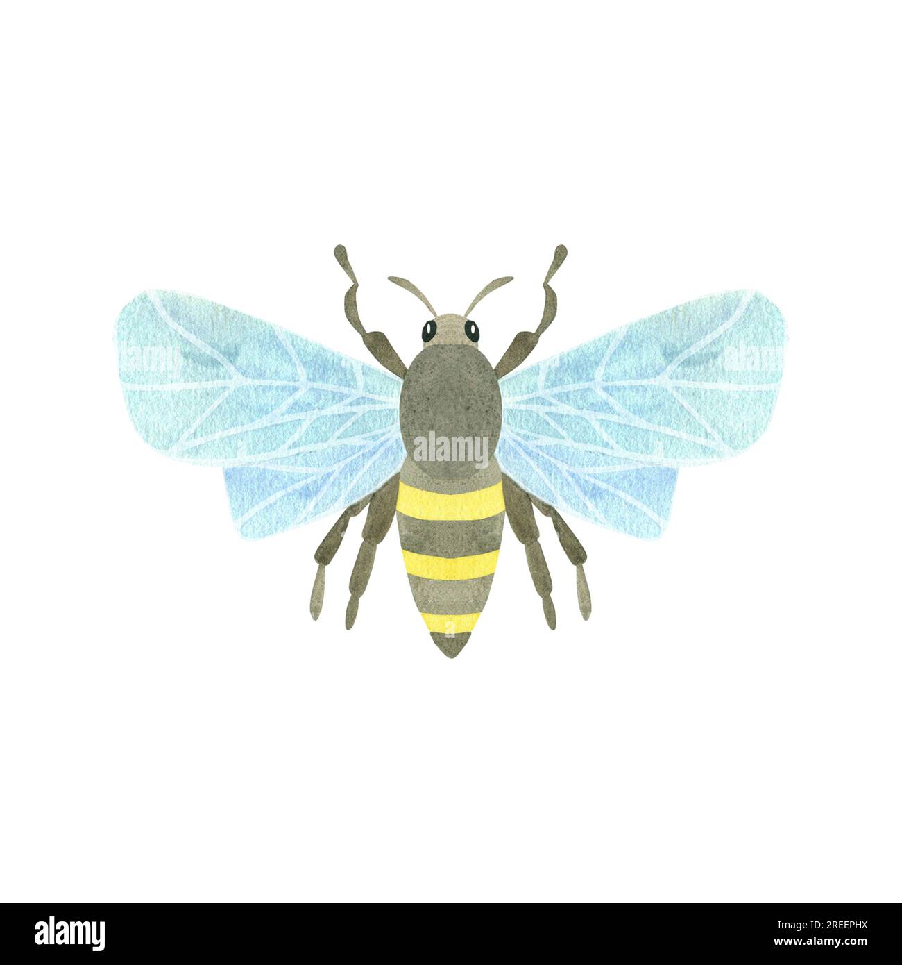 Cute honey bee,, insect isolated on a white background. Watercolor ...