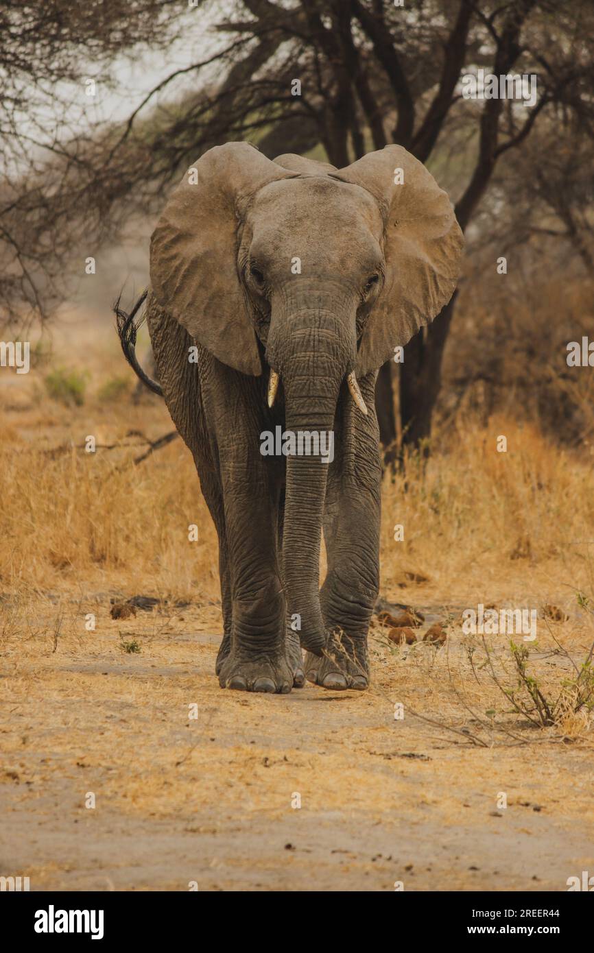 Big five national parks hi-res stock photography and images - Alamy