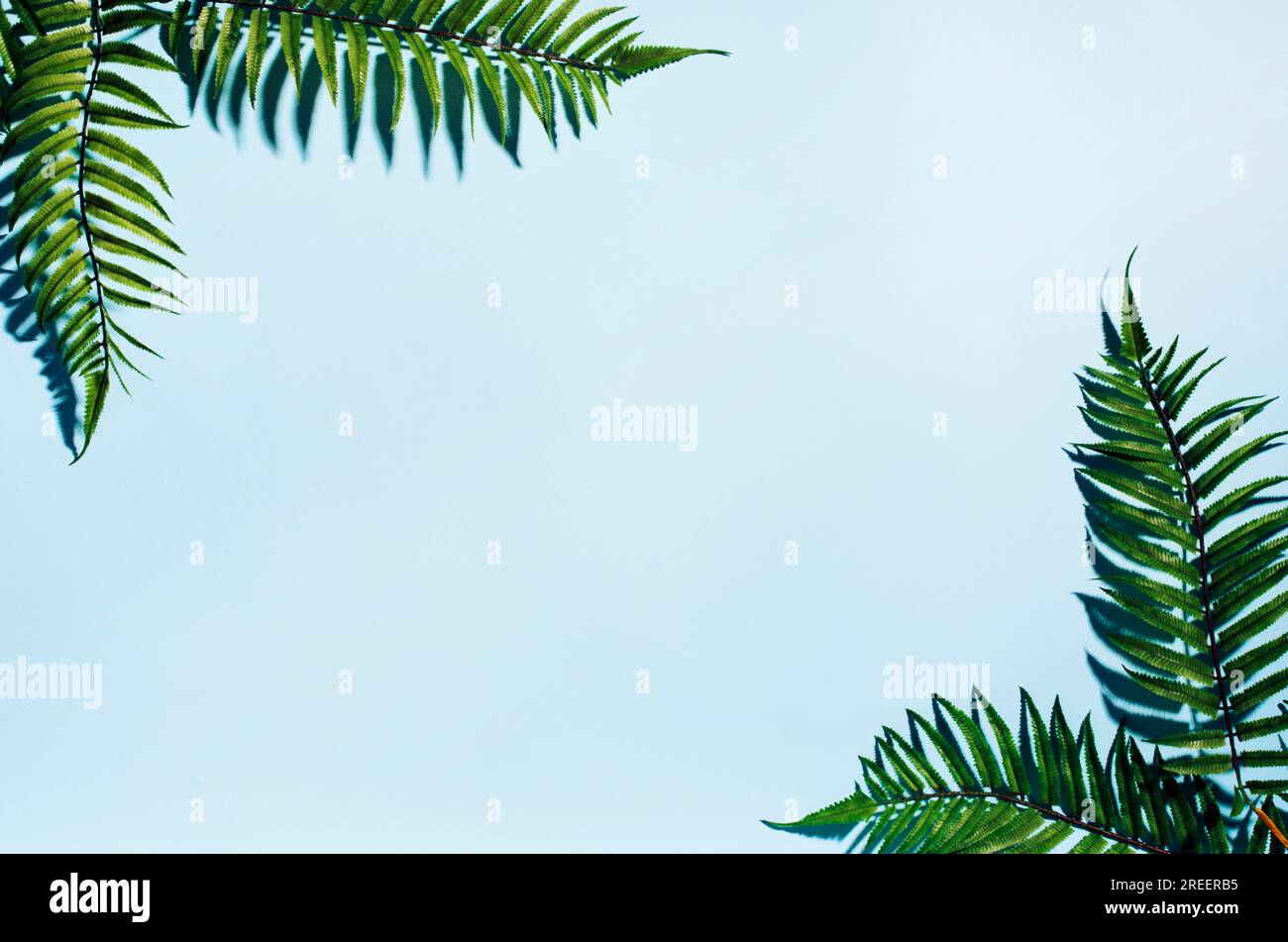 Palm leaves frame Stock Photo - Alamy