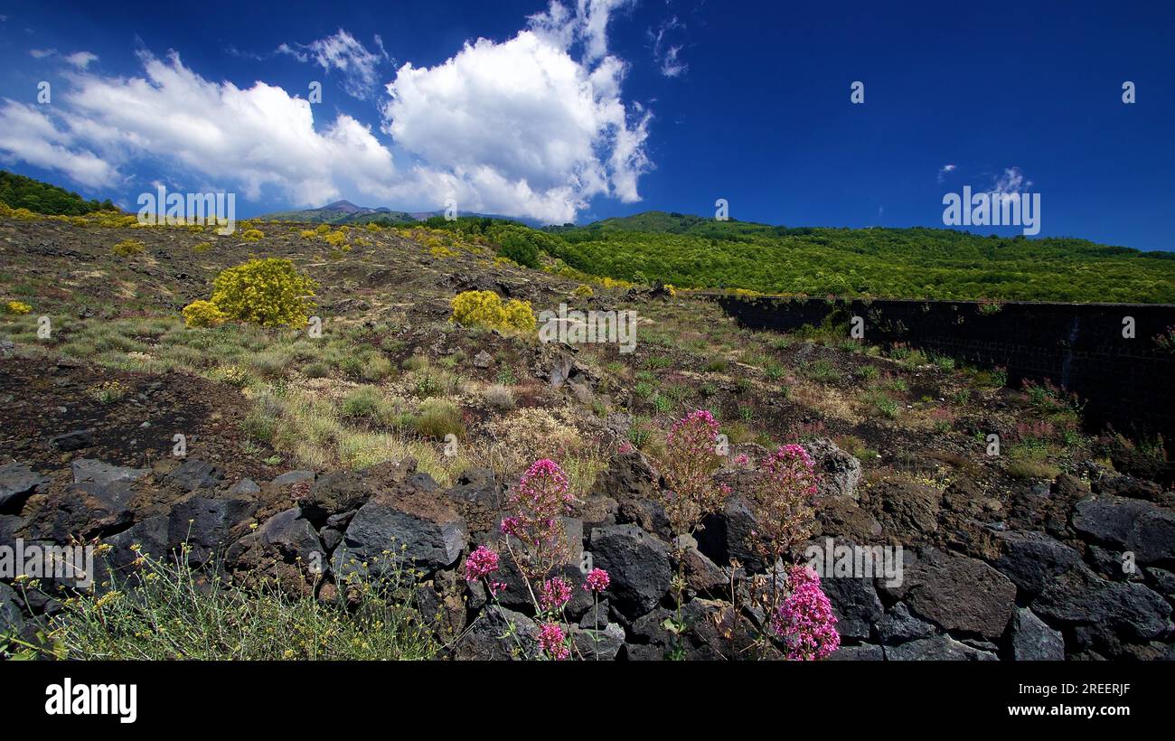 Lava fields, yellow and purple flowers, blue sky, white clouds, Etna ...