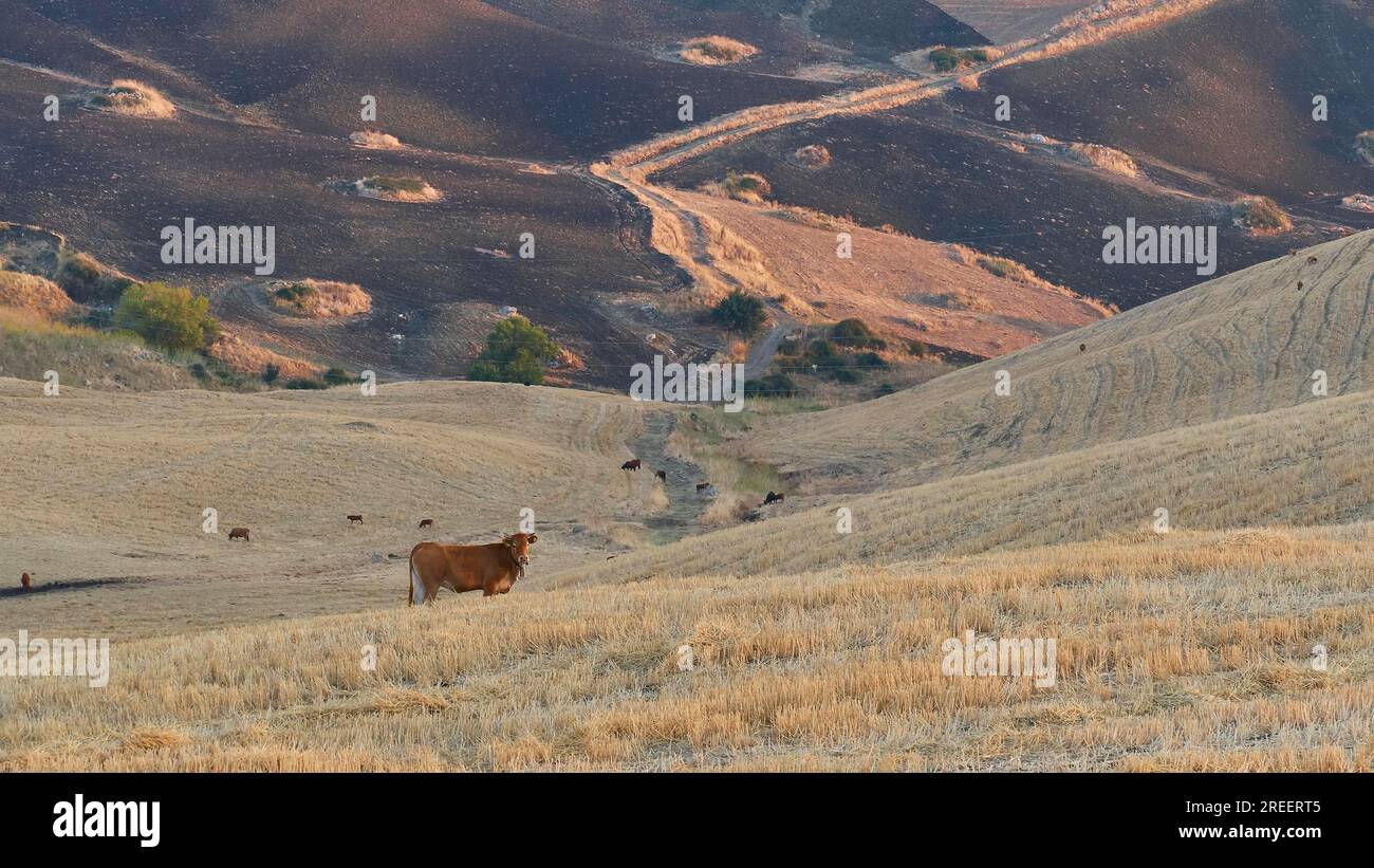 Burnt its cattle hi-res stock photography and images - Alamy