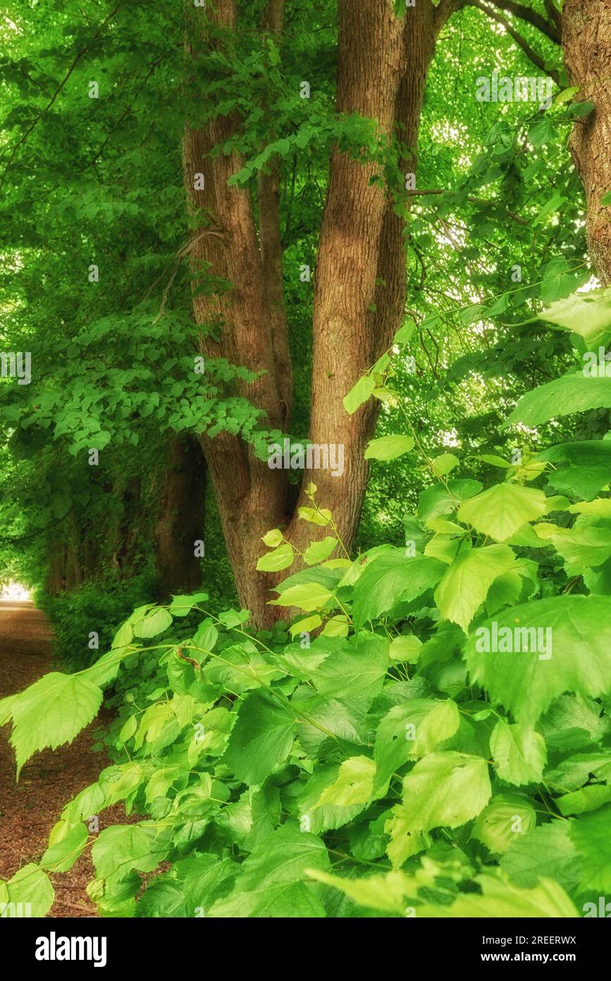 Denmark nature, countryside and environment. Nature in the Kingdom of ...