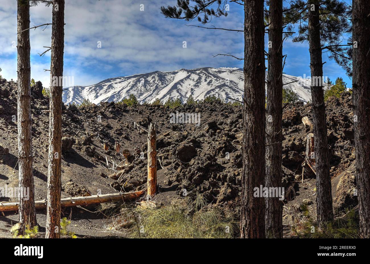 Snow-capped peaks, trees, wall of lava rubble, Etna, volcano, eastern ...