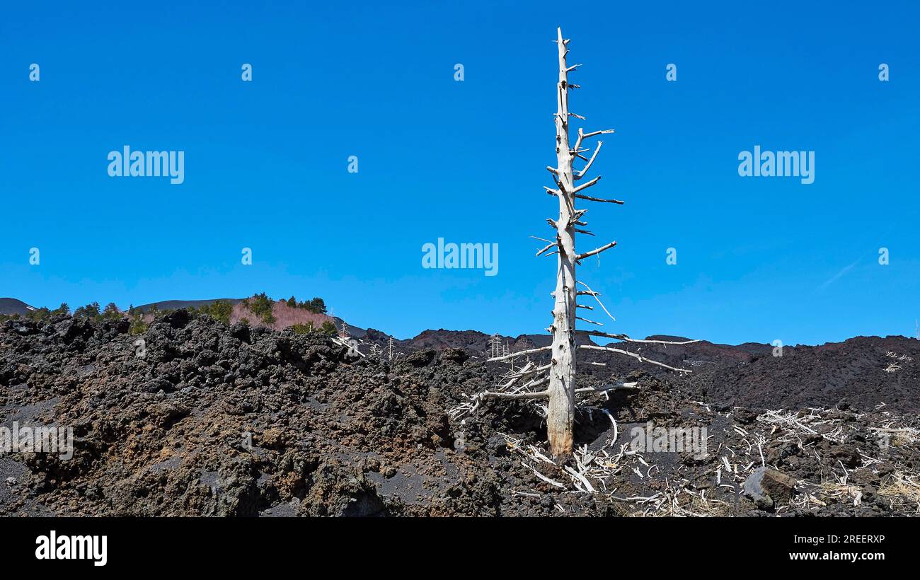 Dead white tree hi-res stock photography and images - Alamy