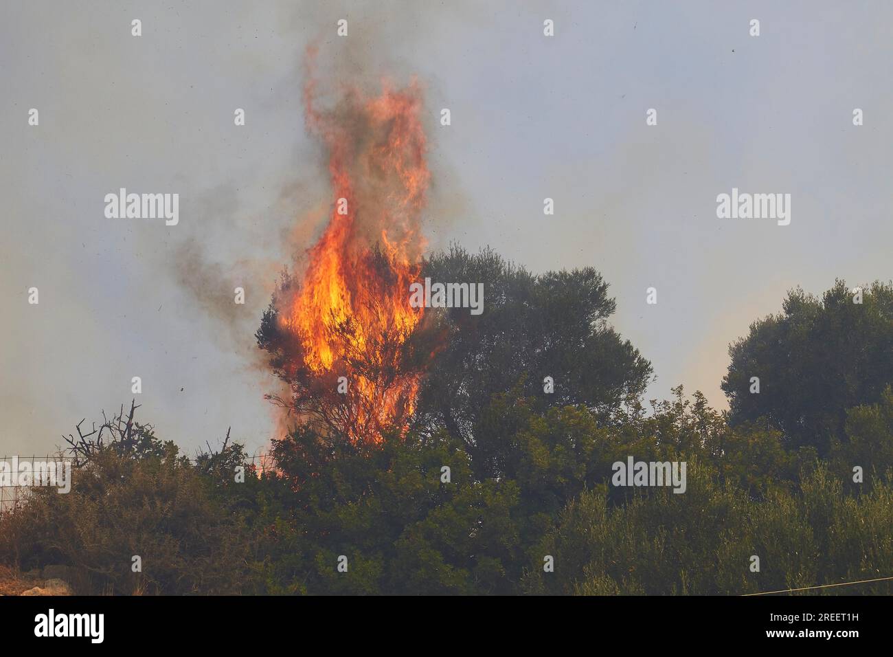 Fire, burning tree, metre-high flames, Falassarna, west coast, Crete ...