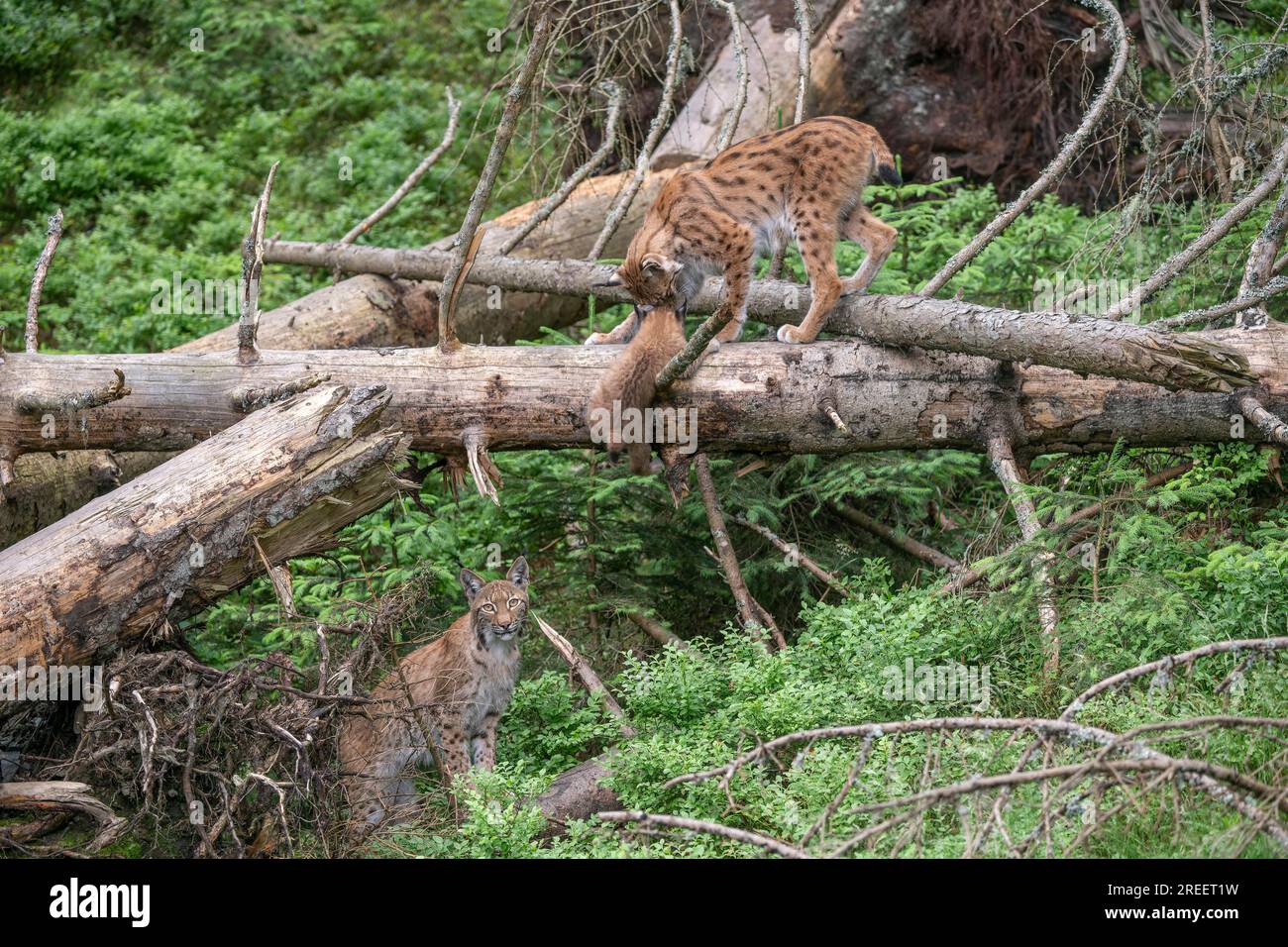 Female Eurasian lynx (Lynx lynx) with baby on tree trunk, Wildpark ...