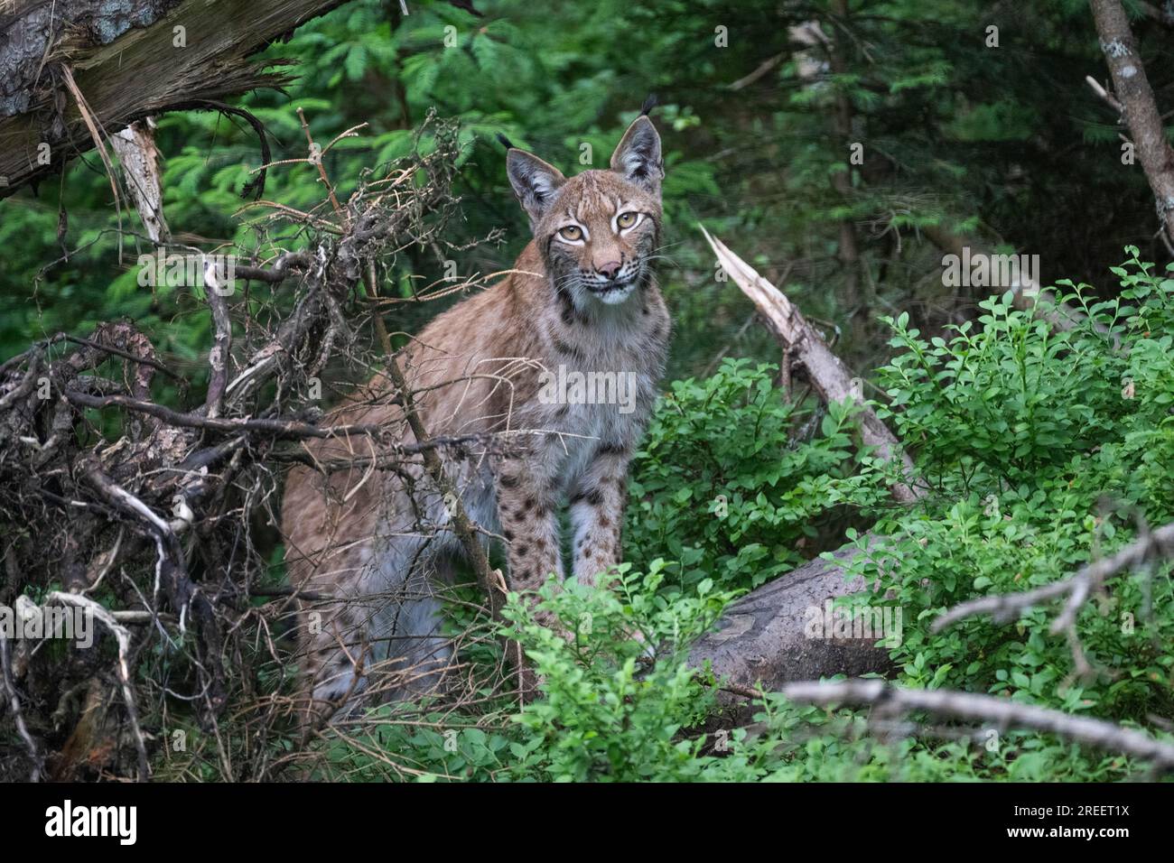 Female Eurasian lynx (Lynx lynx) in the forest, Wildpark Mautern ...