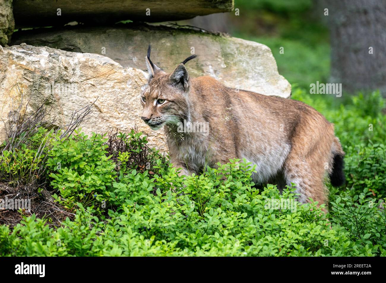 Eurasian lynx (Lynx lynx) roaming the grounds, Wildpark Mautern, Styria ...