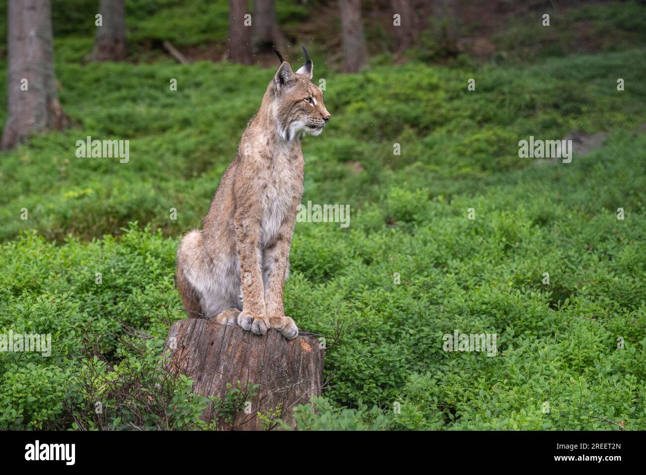 Eurasian lynx (Lynx lynx) sitting on a tree stump, Wildpark Mautern ...