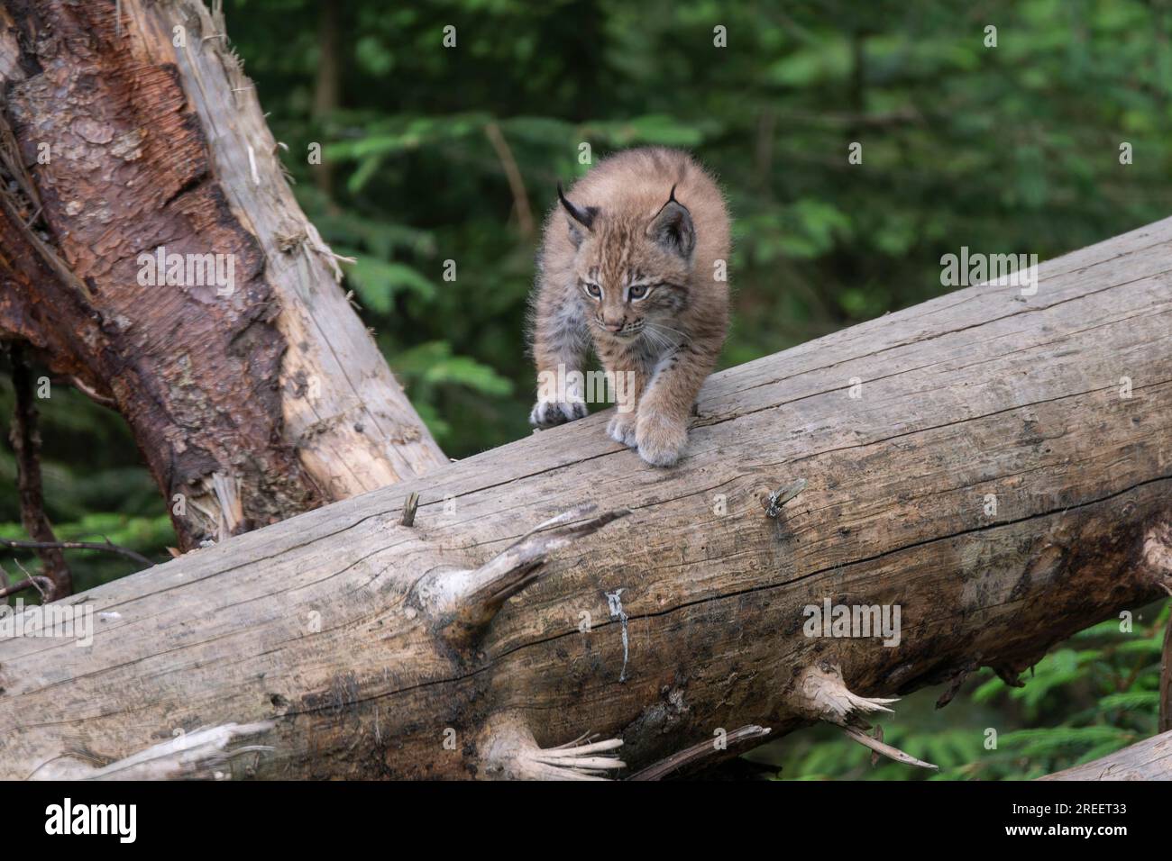 Baby Eurasian lynx (Lynx lynx) walking on tree trunk, Wildpark Mautern ...