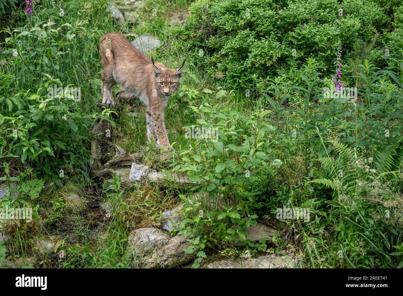 Eurasian lynx (Lynx lynx) roaming through the forest, Wildpark Mautern ...
