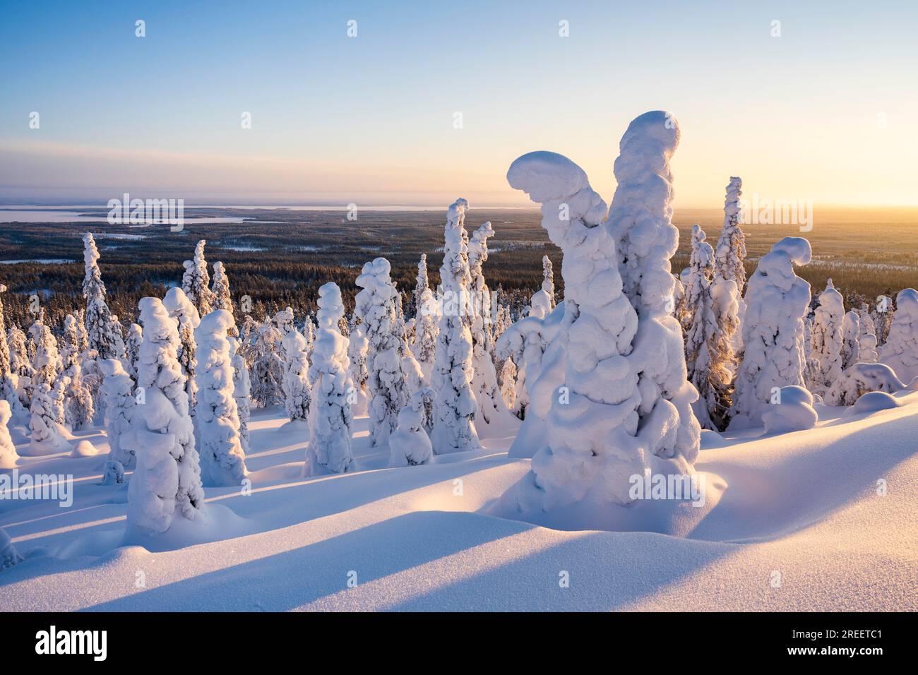 Snowed-in trees, winter landscape, Riisitunturi National Park, Posio ...