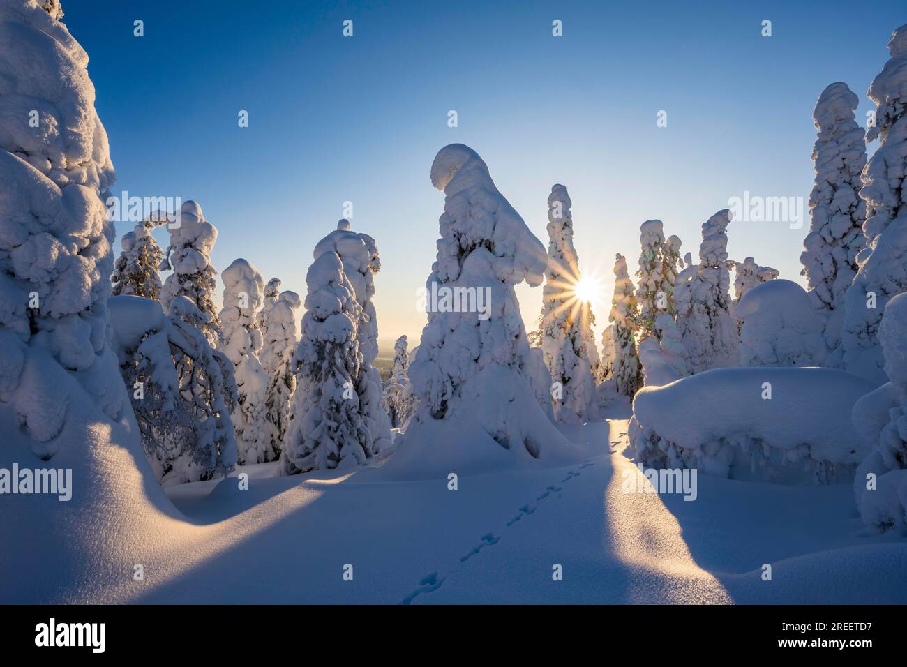 Snowed-in trees, winter landscape, Riisitunturi National Park, Posio ...