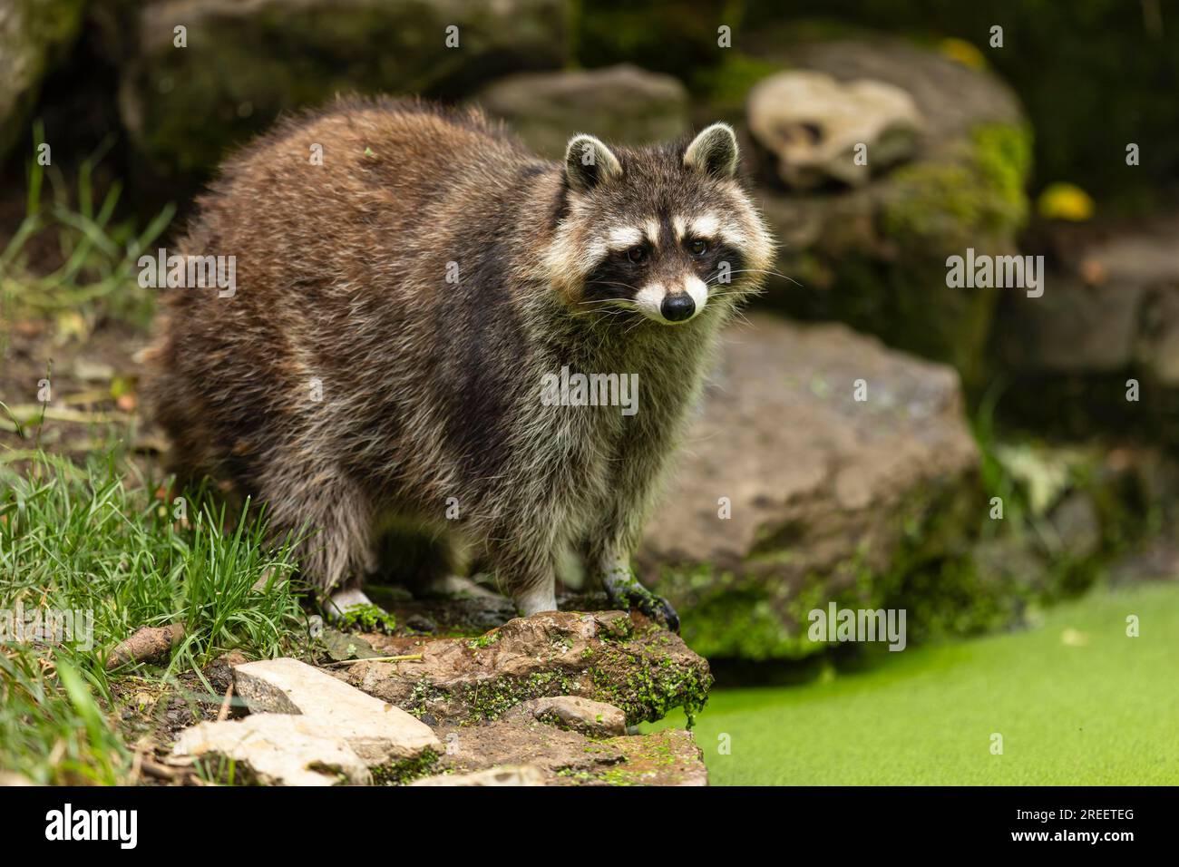 Feeding raccoon hi-res stock photography and images - Alamy