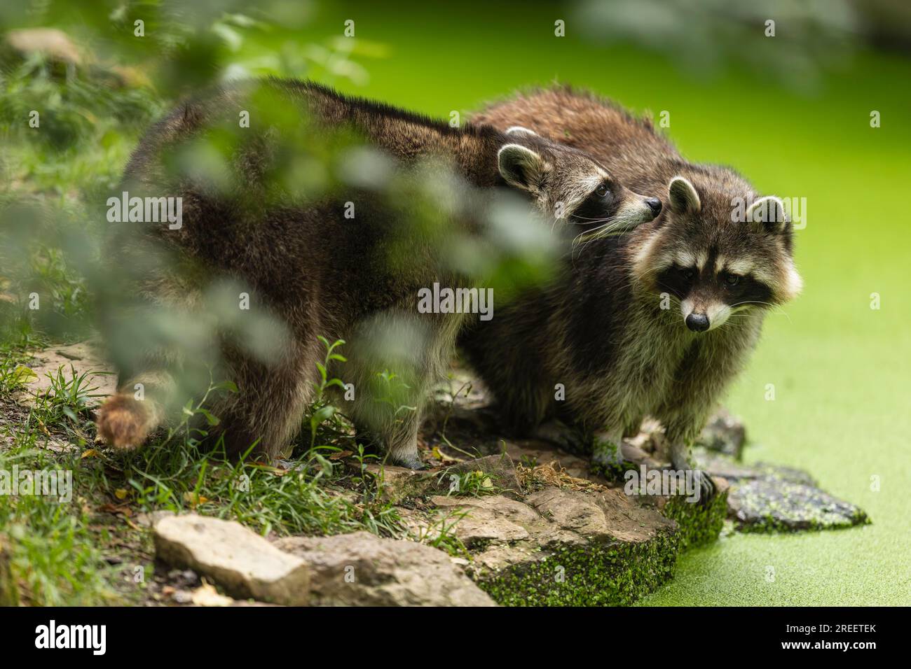 Two raccoon hi-res stock photography and images - Alamy